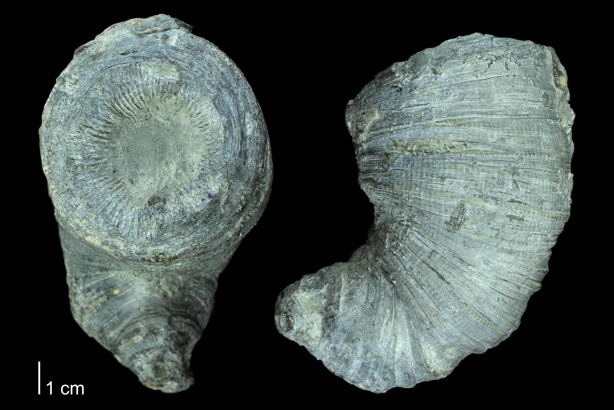 Cnidarians — Museum of the Earth