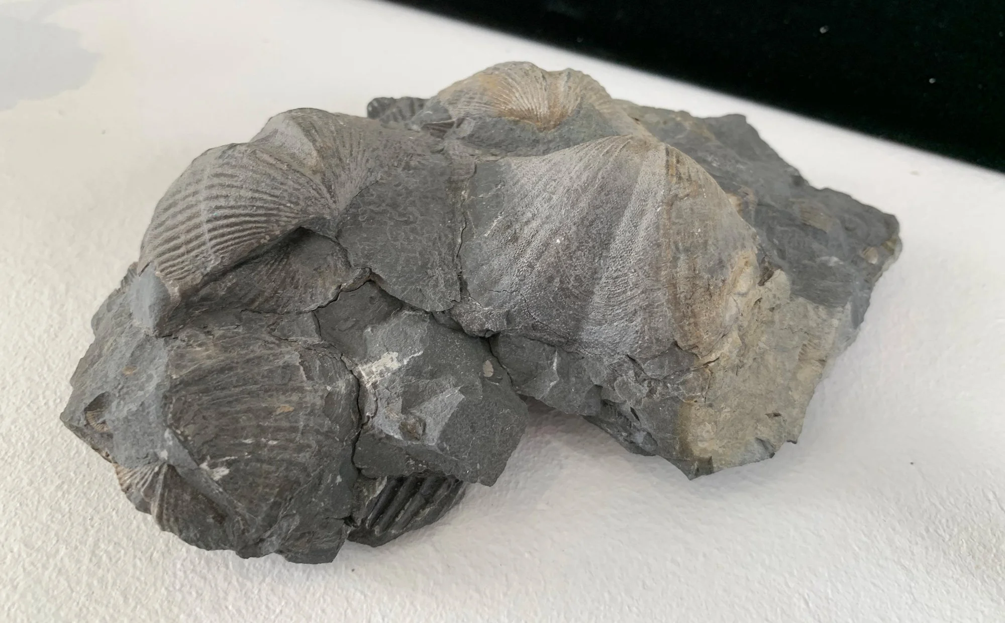 Brachiopods — Museum of the Earth