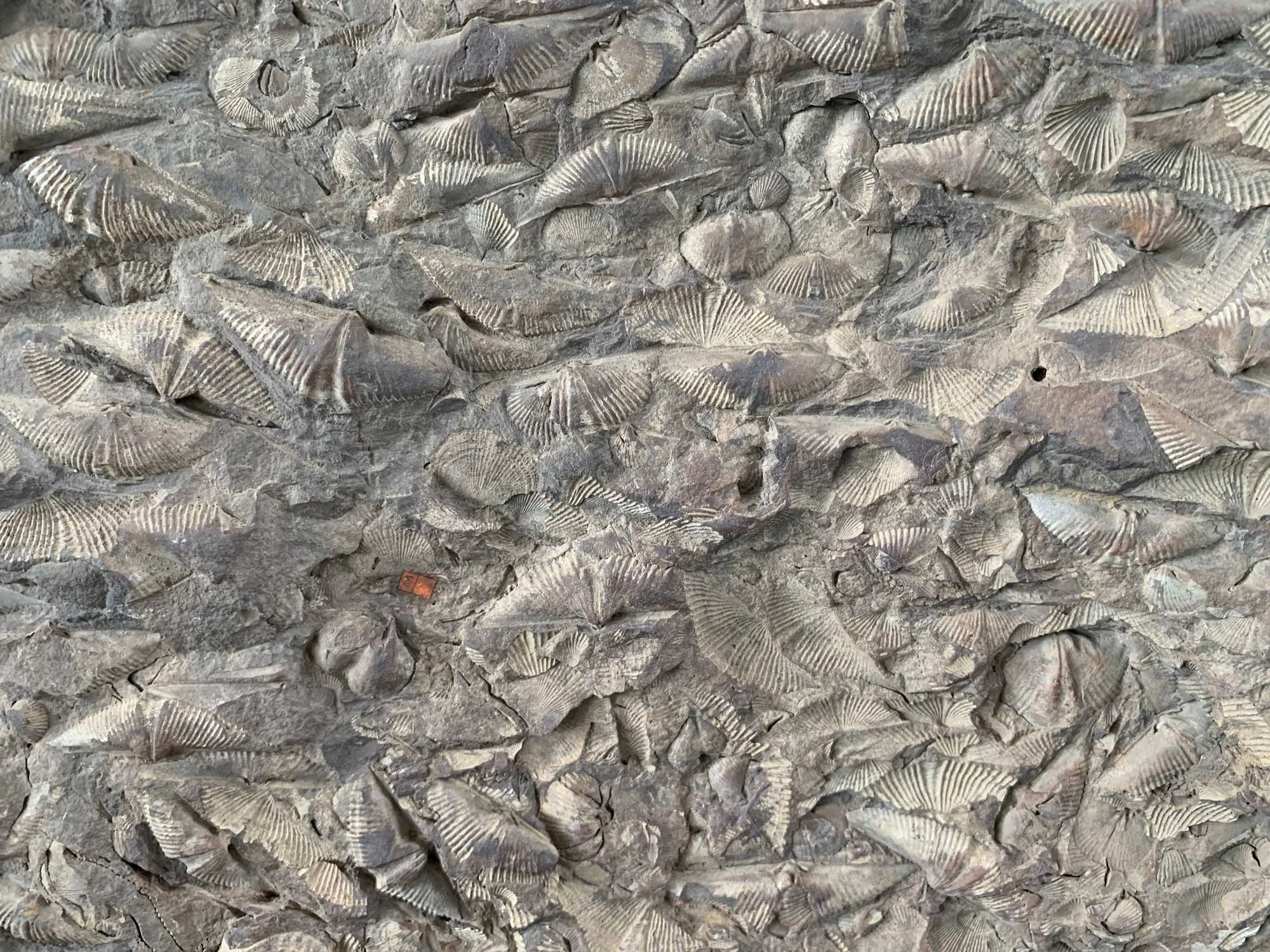 Devonian Sea Life | NY Rocks! Ancient Life of the Empire State — Museum ...