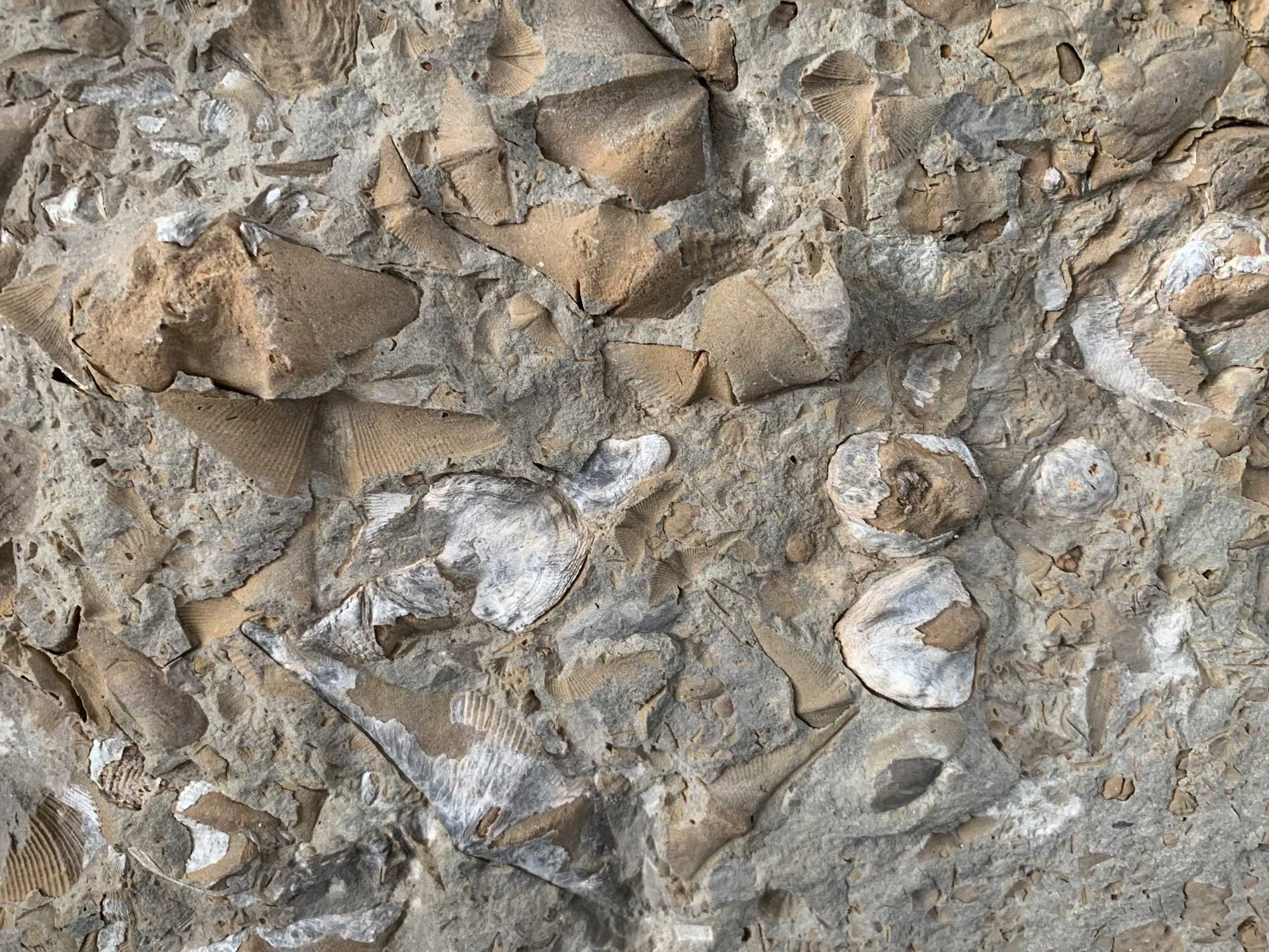 Brachiopods — Museum of the Earth