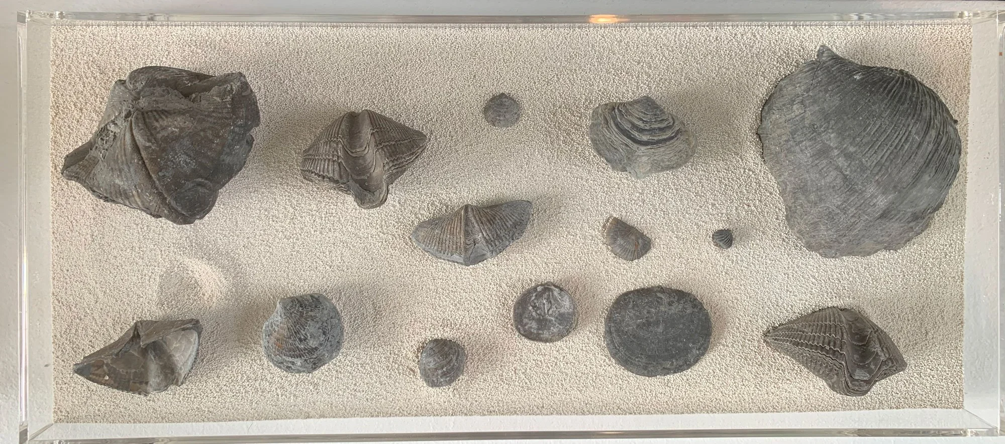 Brachiopods — Museum of the Earth
