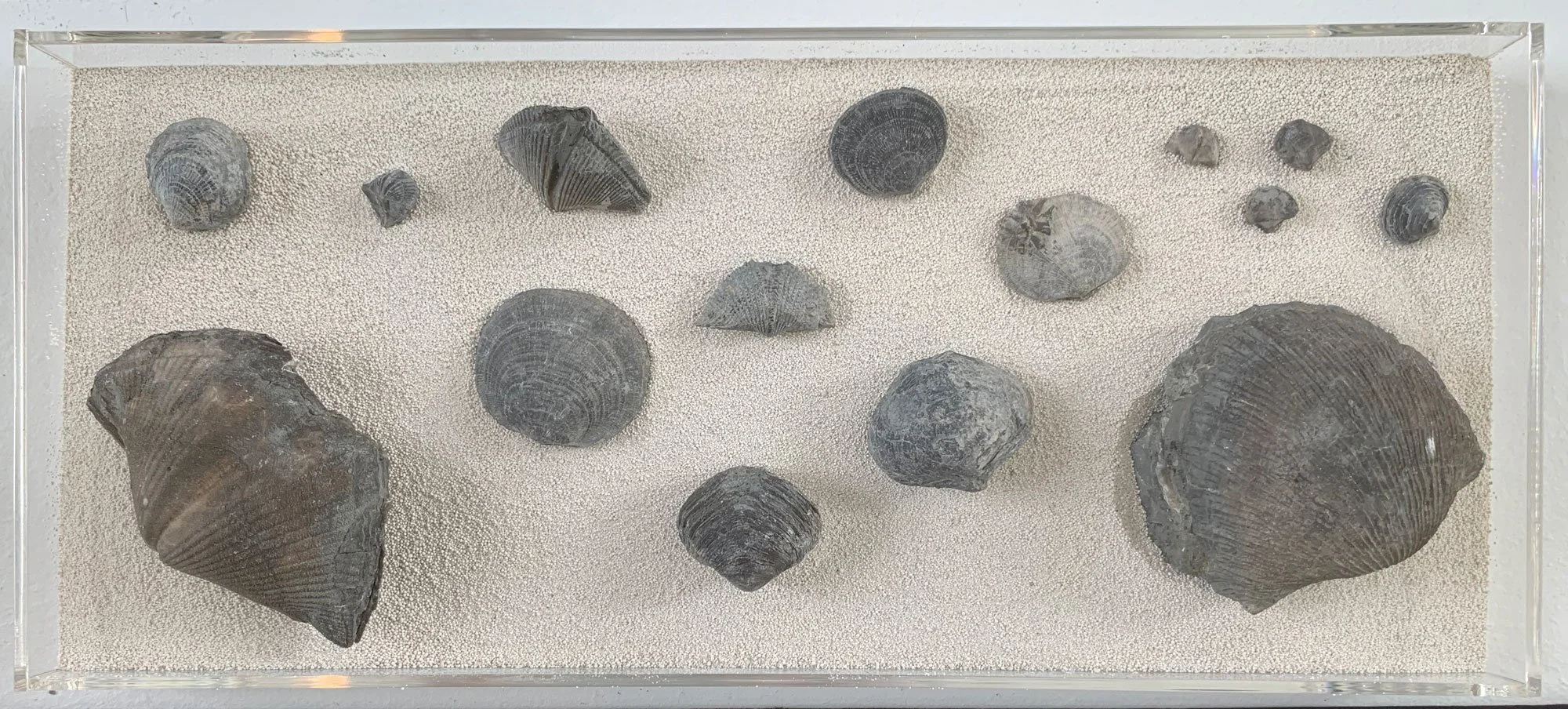 Brachiopods — Museum of the Earth