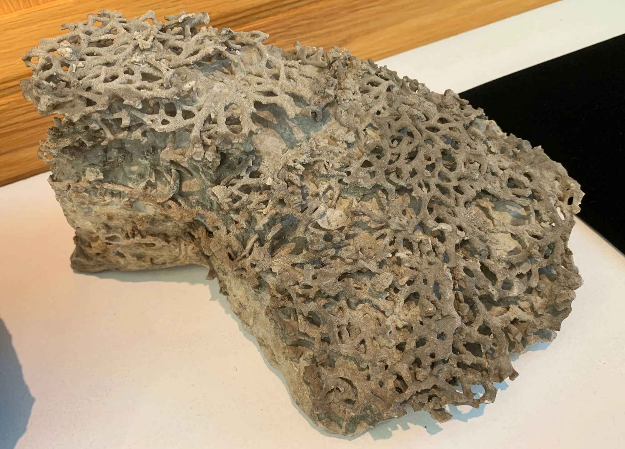 Cnidarians — Museum of the Earth