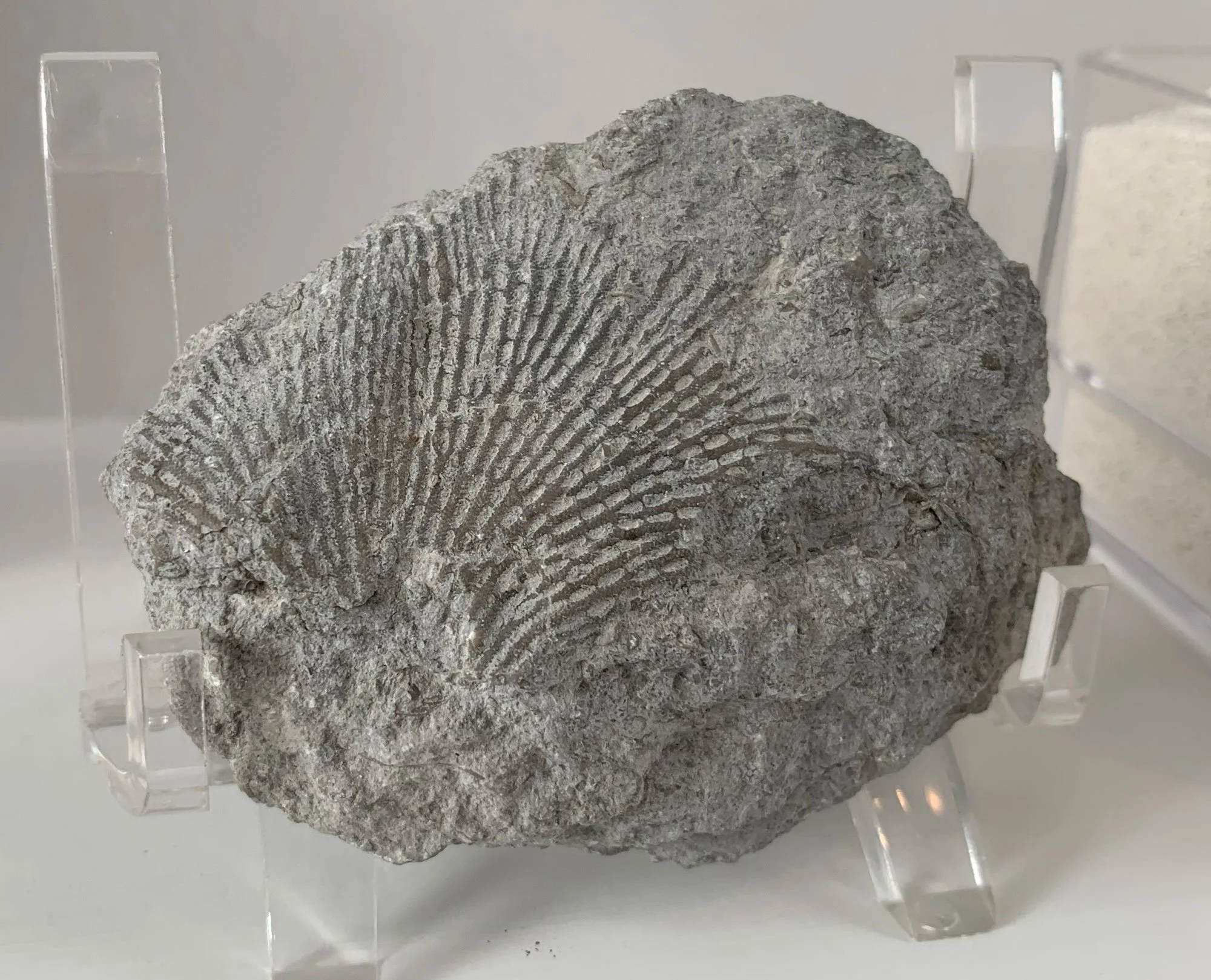 Bryozoans — Museum of the Earth