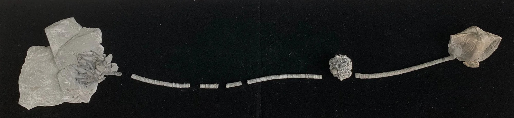 Encrusters — Museum of the Earth