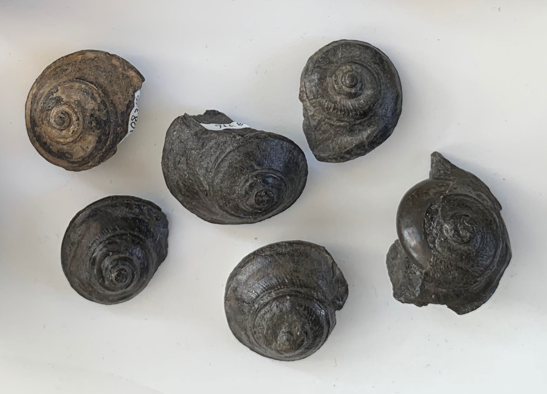 Mollusks — Museum of the Earth