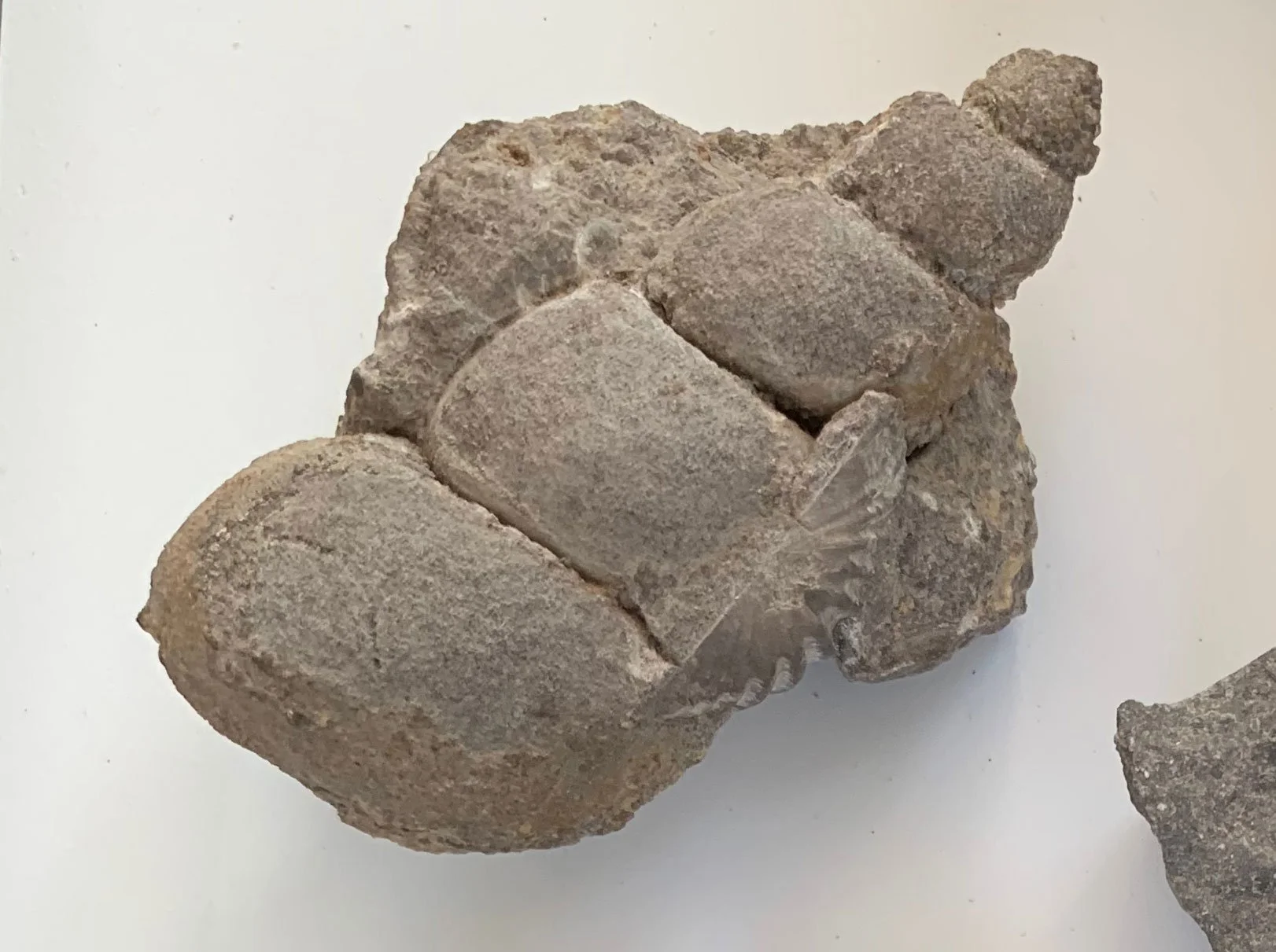 Mollusks — Museum of the Earth