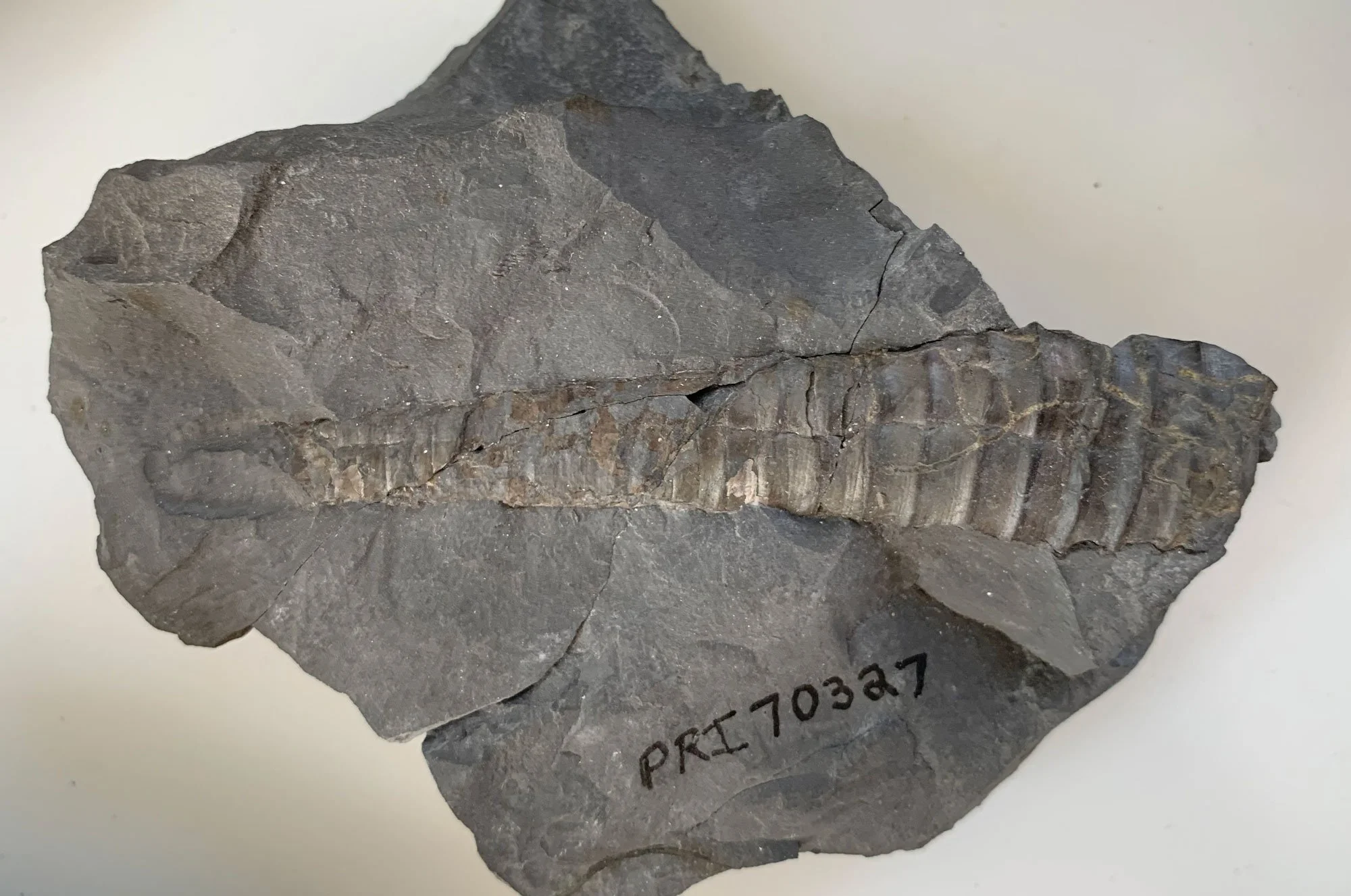 Mollusks — Museum of the Earth