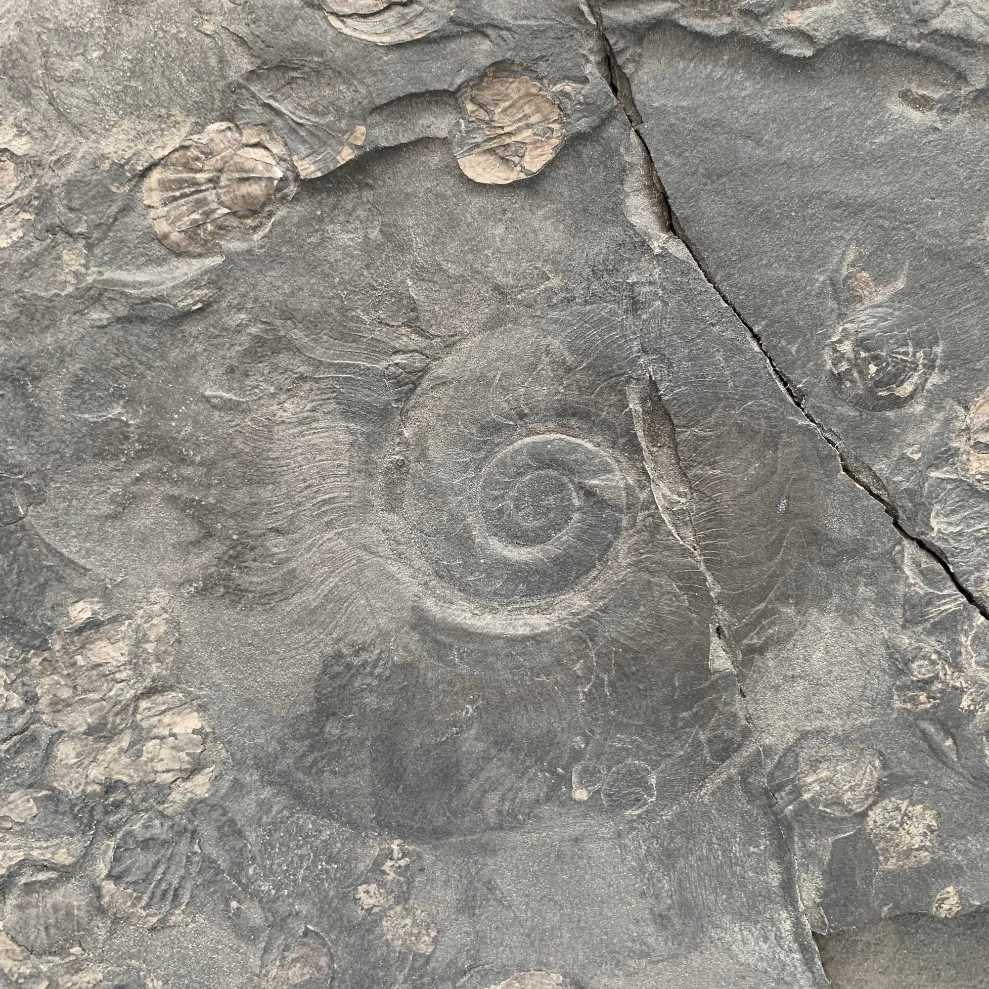 Mollusks — Museum of the Earth