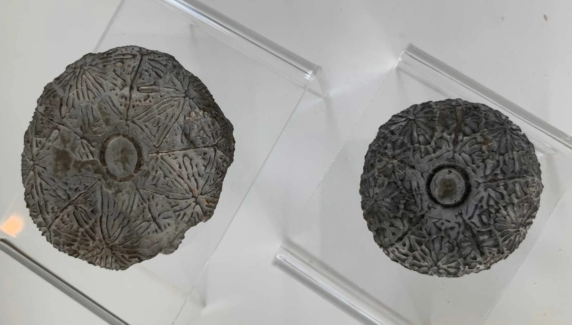 Echinoderms — Museum of the Earth