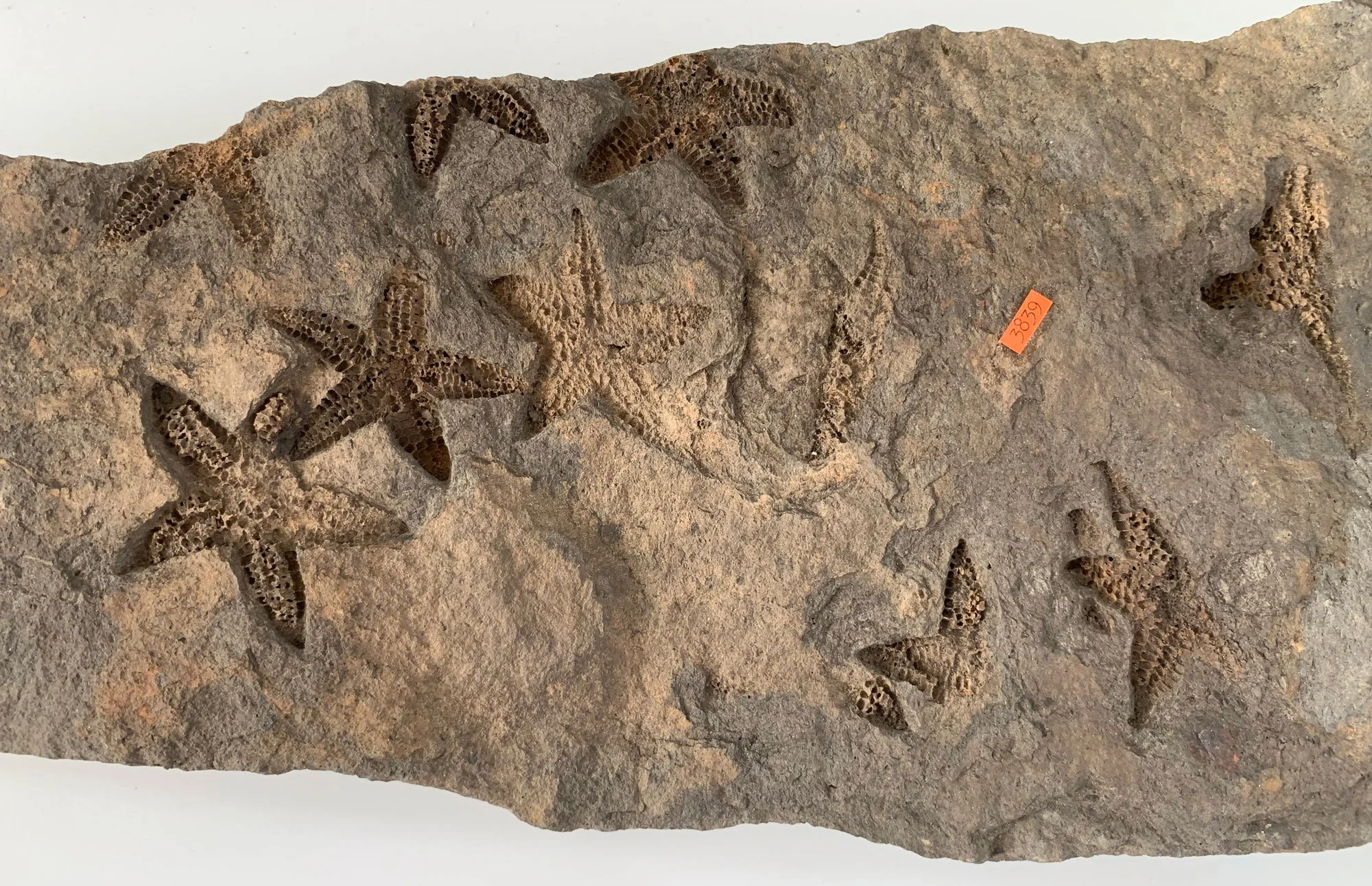 Echinoderms — Museum of the Earth