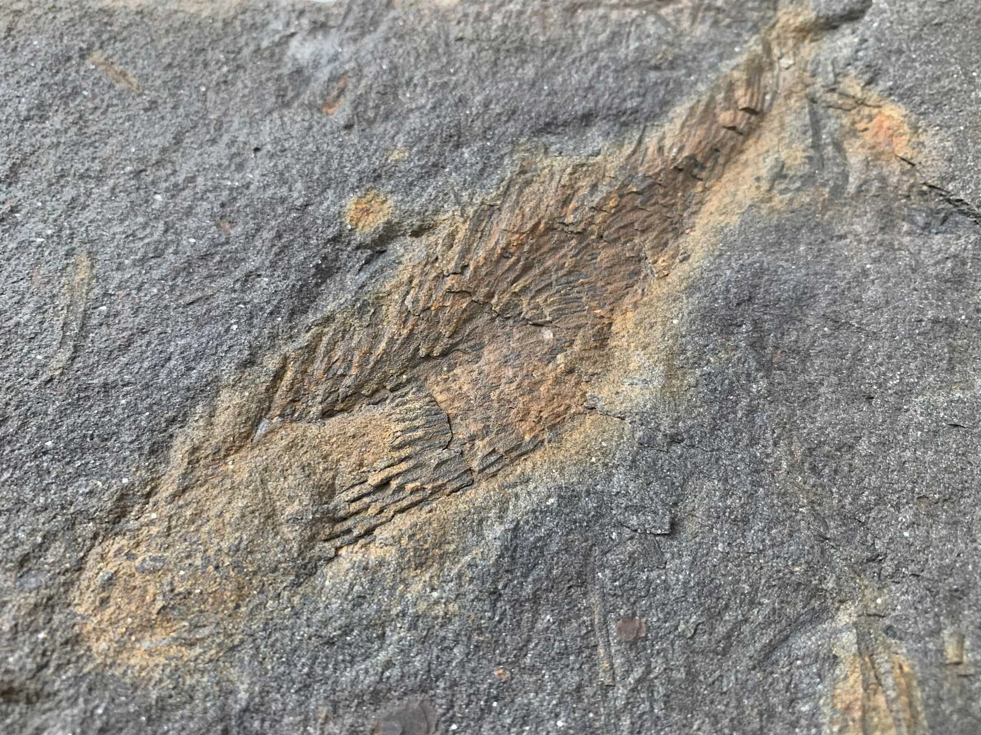 Devonian Sea Life | NY Rocks! Ancient Life of the Empire State — Museum of the Earth