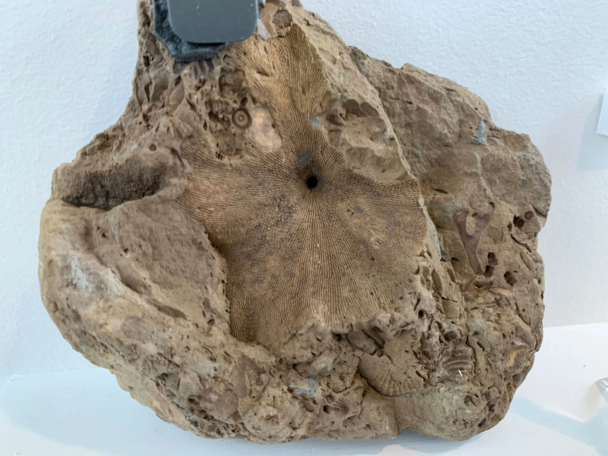 Devonian Sea Life | NY Rocks! Ancient Life of the Empire State — Museum ...