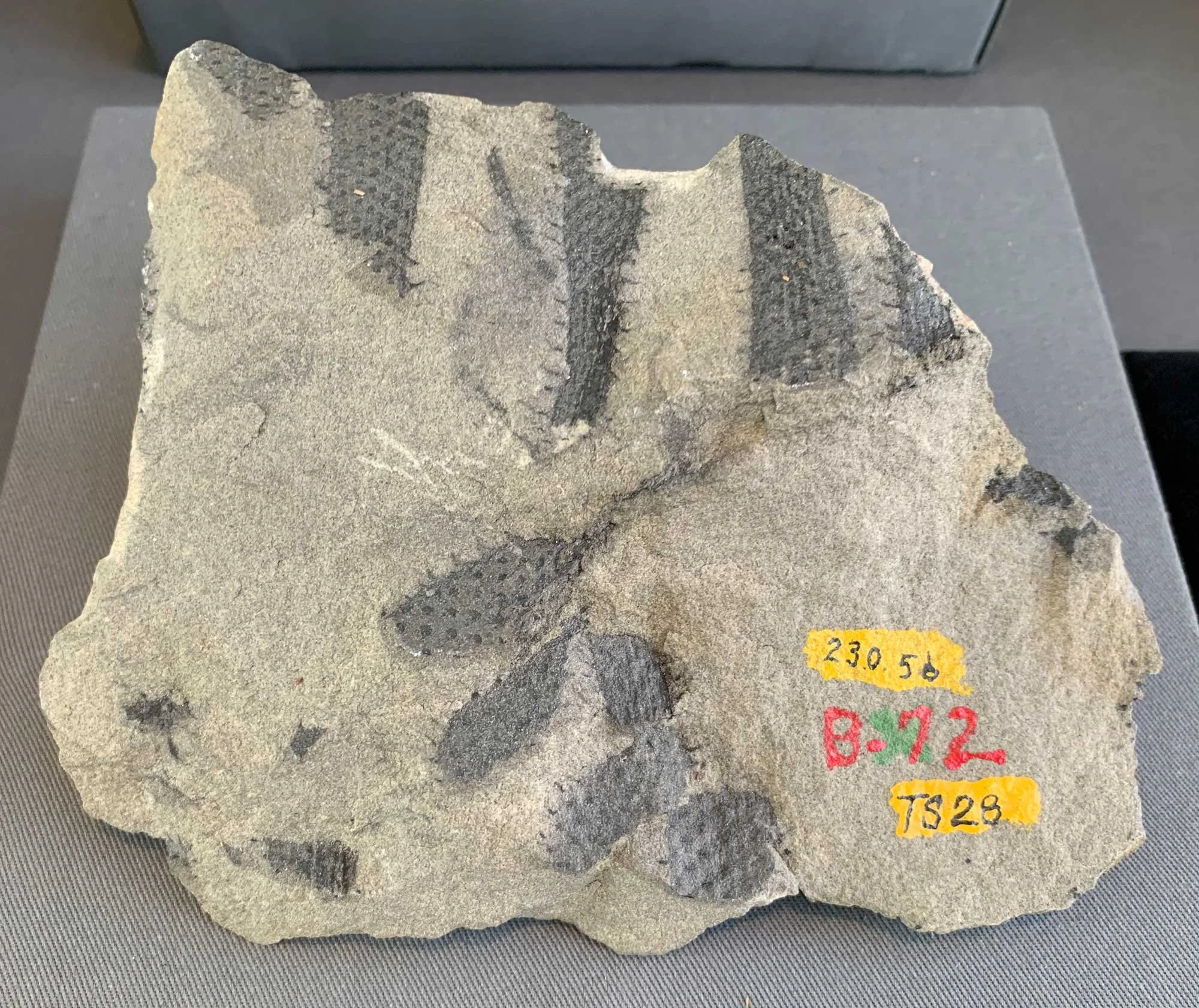 Devonian Life on Land | NY Rocks! Ancient Life of the Empire State ...