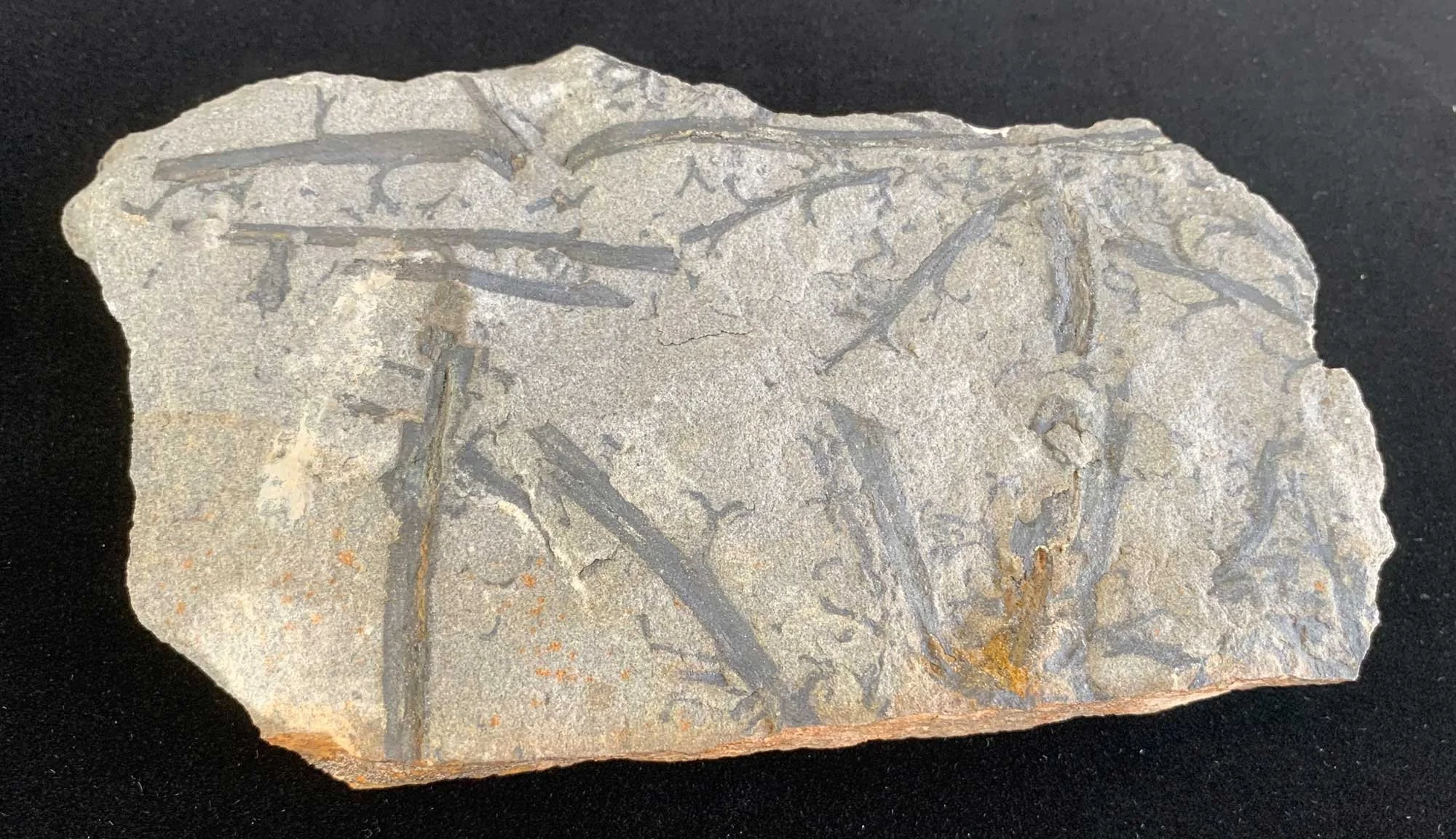 Devonian Life on Land | NY Rocks! Ancient Life of the Empire State ...