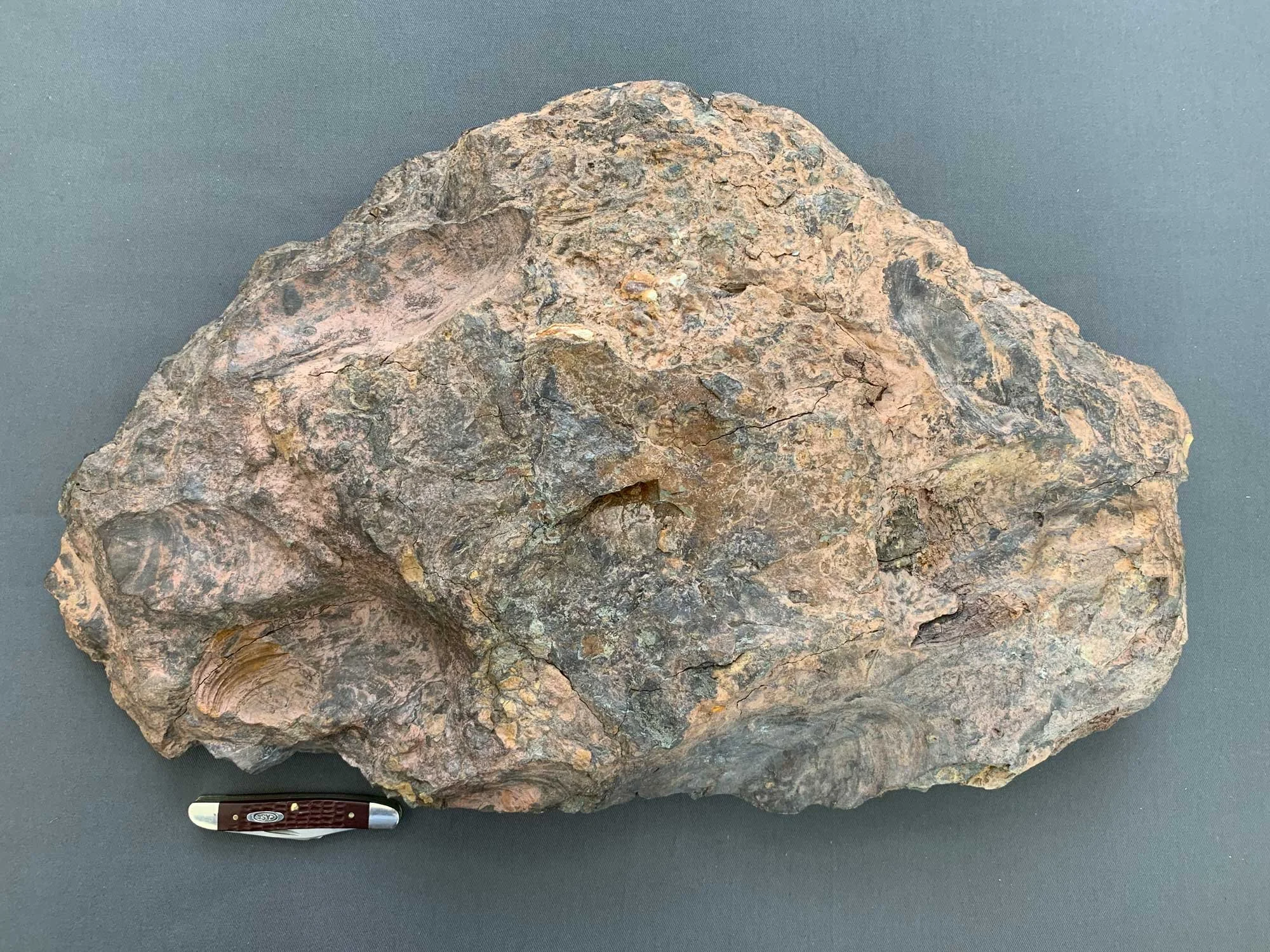 Devonian Life on Land | NY Rocks! Ancient Life of the Empire State ...