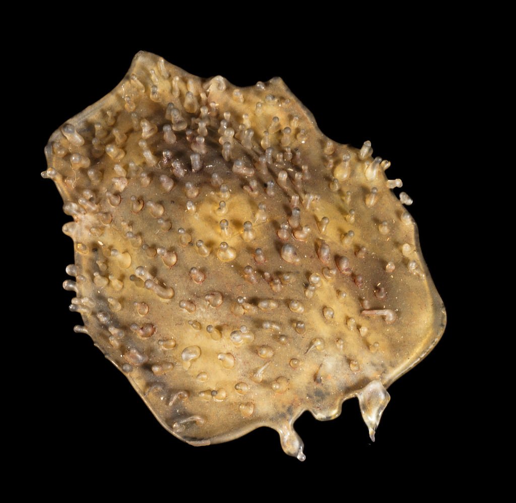 Flatworms — Museum of the Earth