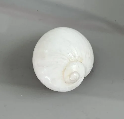 Gastropod diversity case — Museum of the Earth