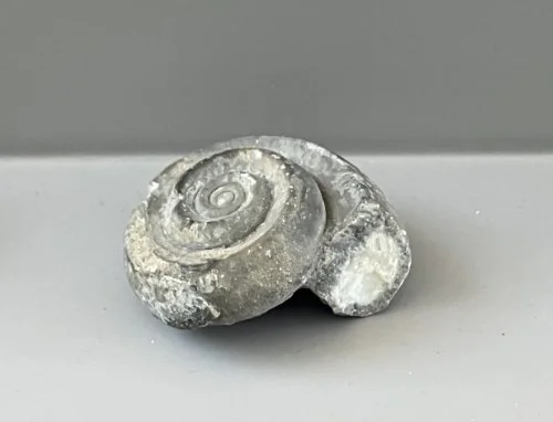 Image Gallery | Marvelous Mollusks — Museum of the Earth