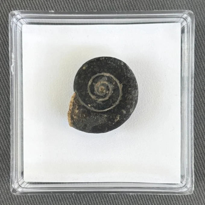 Mollusks and Medicine gallery — Museum of the Earth