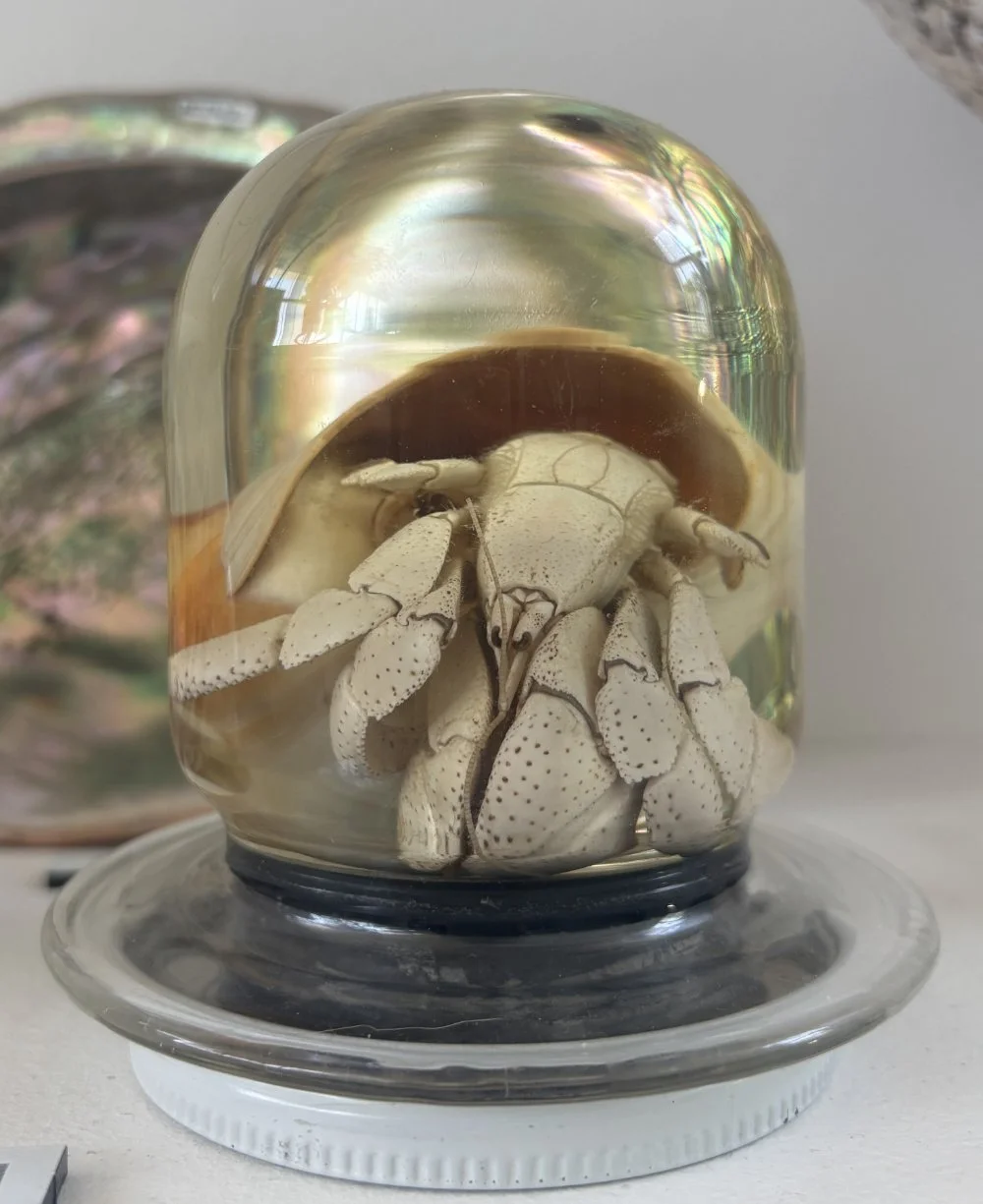 Gastropods | Marvelous Mollusks — Museum of the Earth