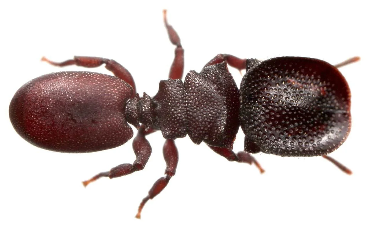 Research | Six-Legged Science: Unlocking the Secrets of the Insect ...