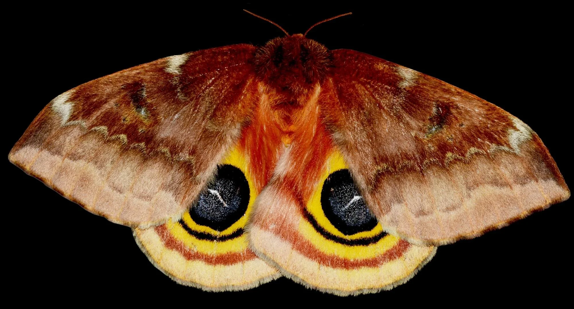 What is an Insect? | Six-Legged Science: Unlocking the Secrets of the ...