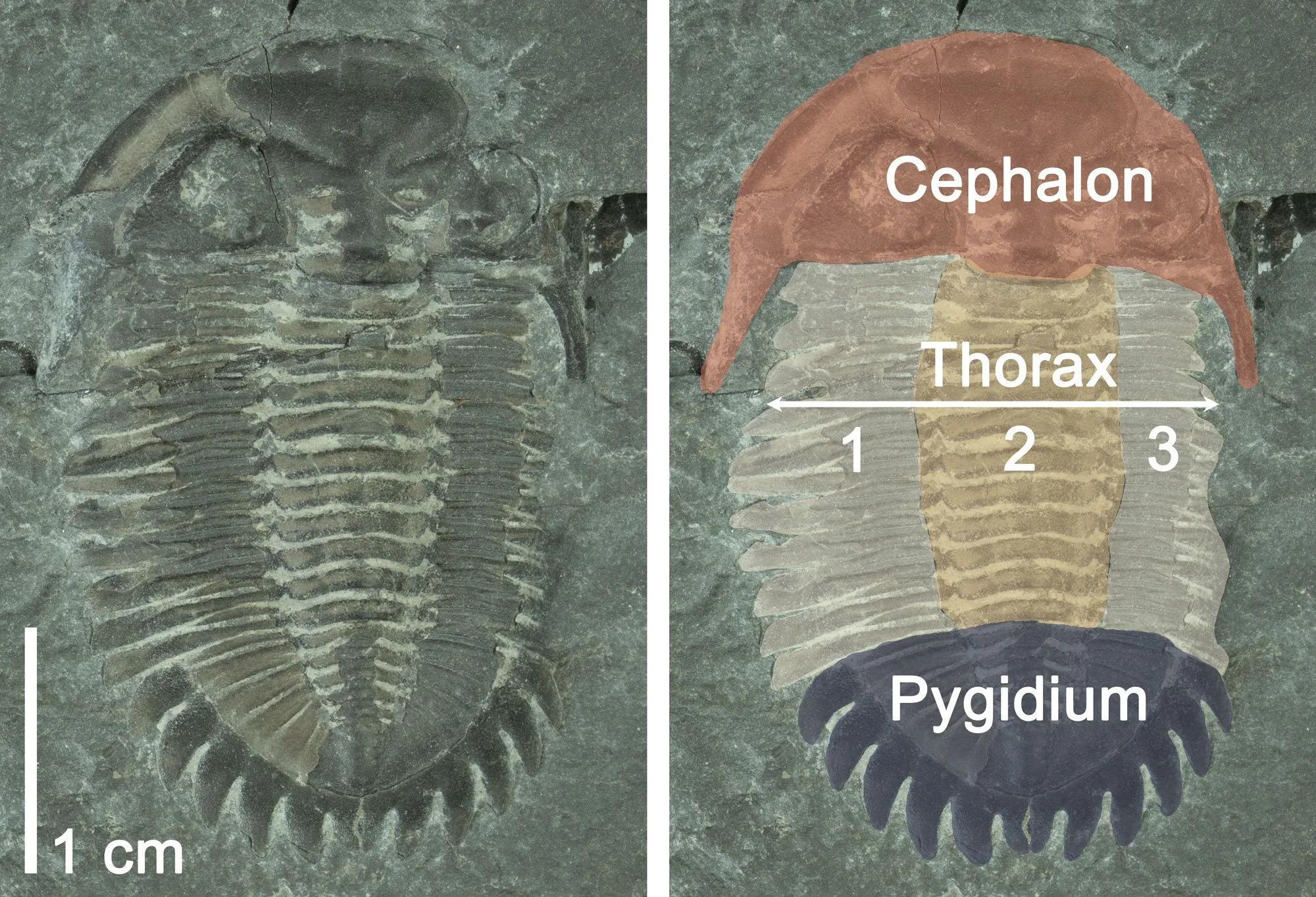 Trilobites — Museum of the Earth