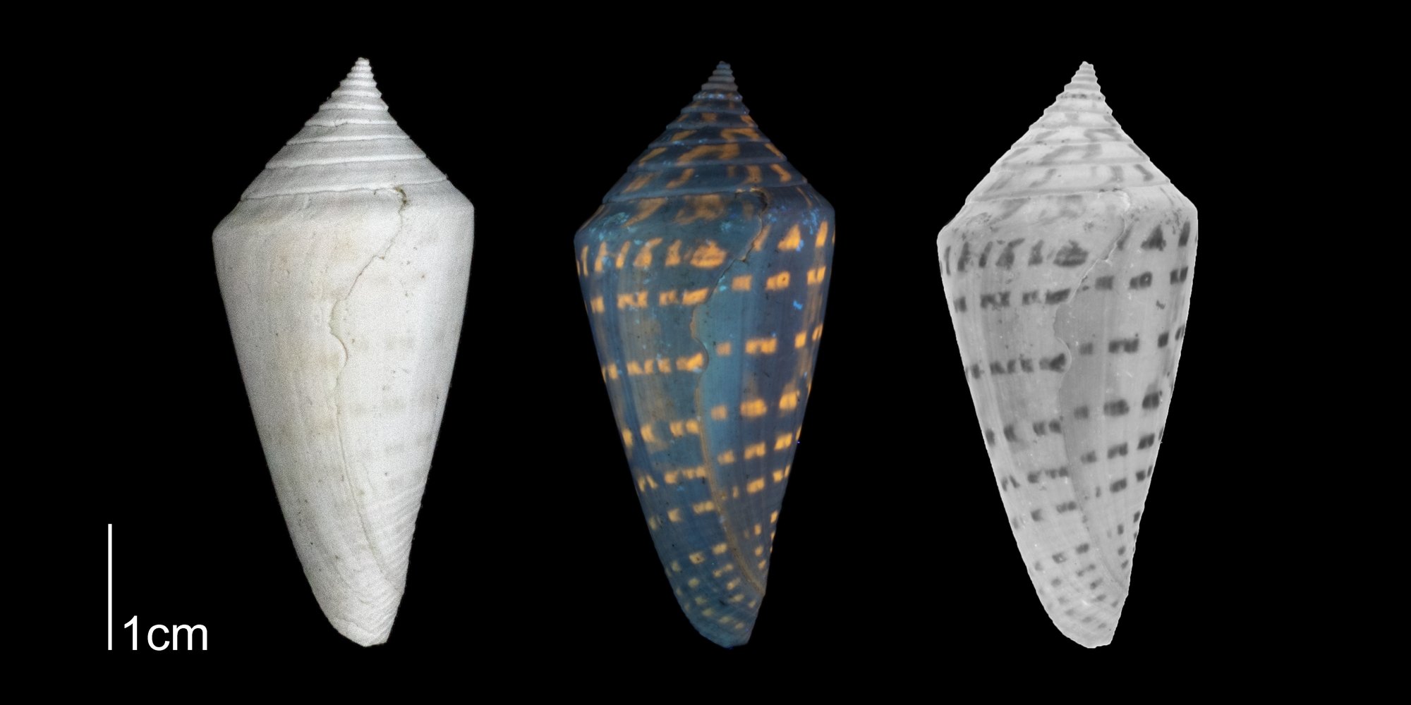 Gastropods | Marvelous Mollusks — Museum of the Earth