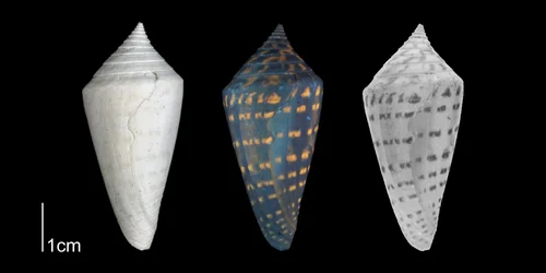 Gastropods | Marvelous Mollusks — Museum of the Earth