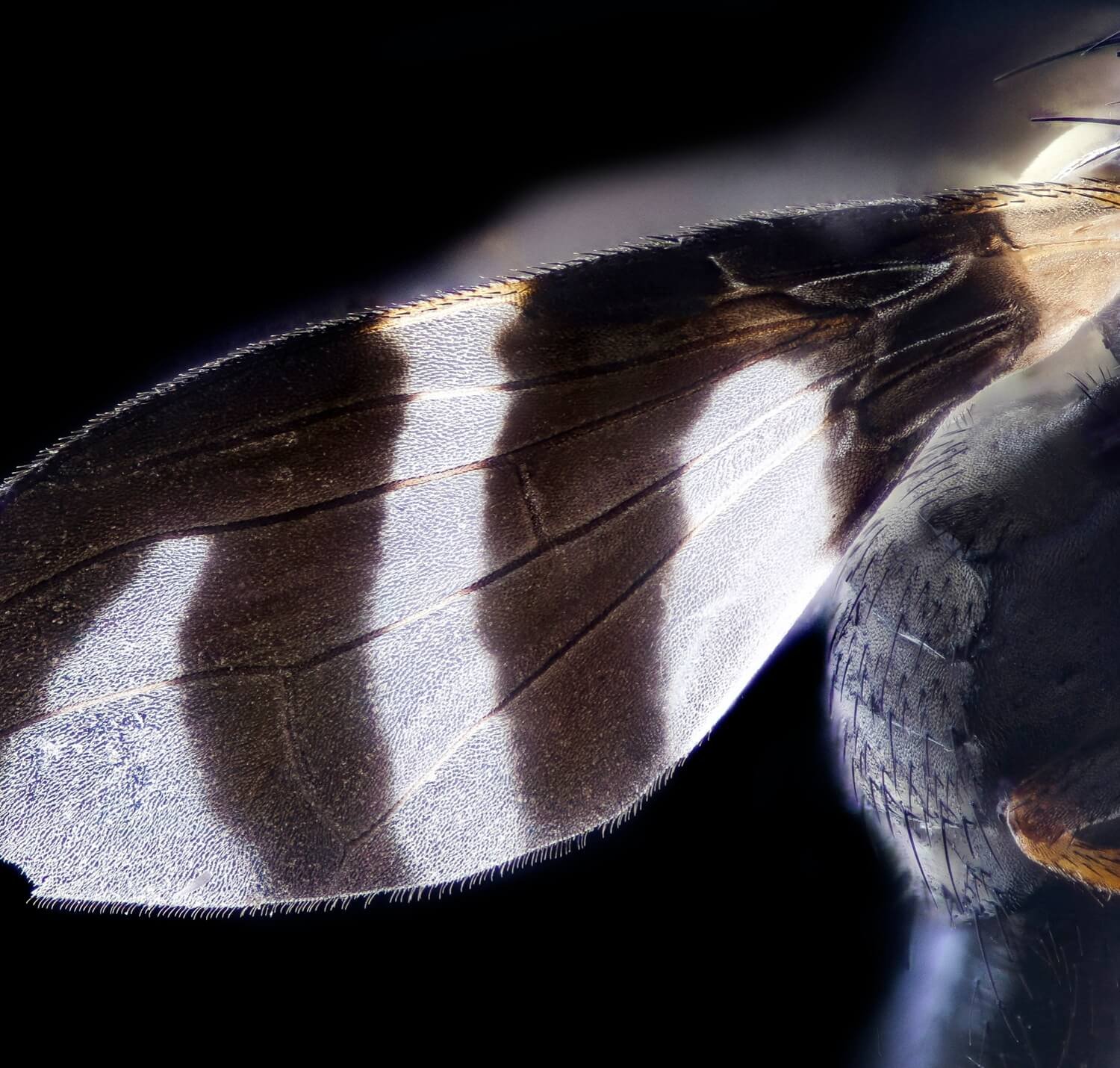 Collection | Six-Legged Science: Unlocking the Secrets of the Insect ...