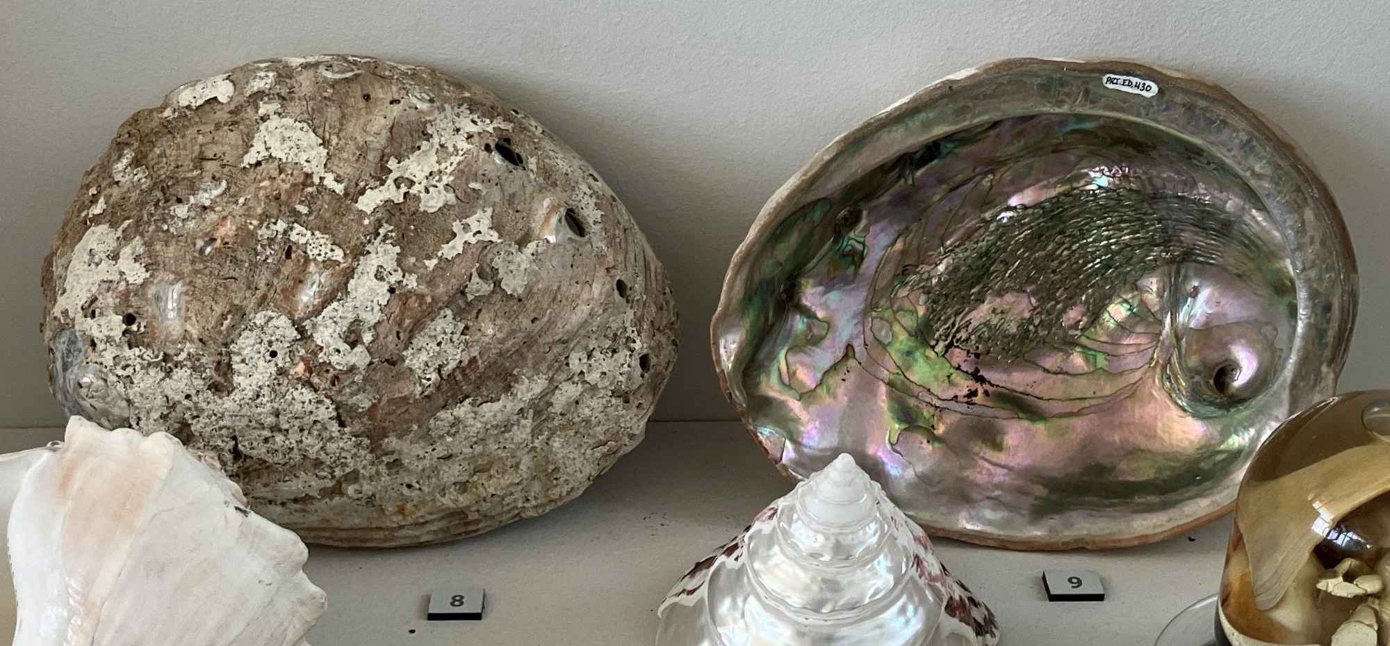 Gastropods | Marvelous Mollusks — Museum of the Earth