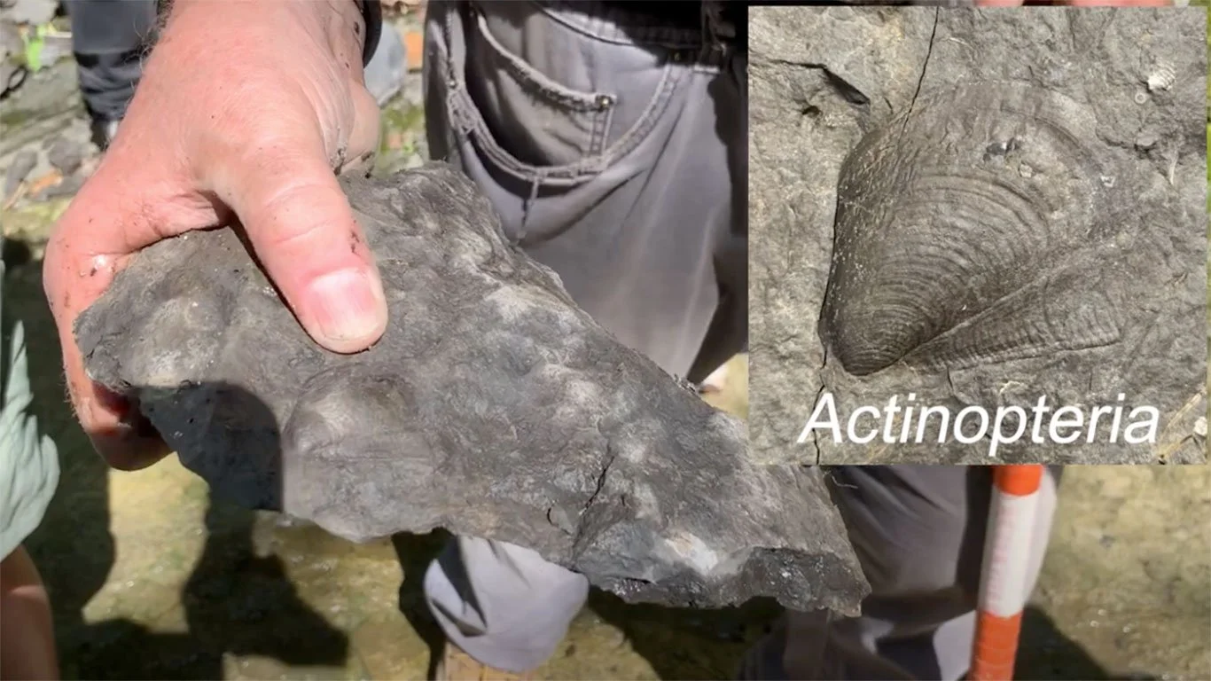 Mollusks — Museum of the Earth