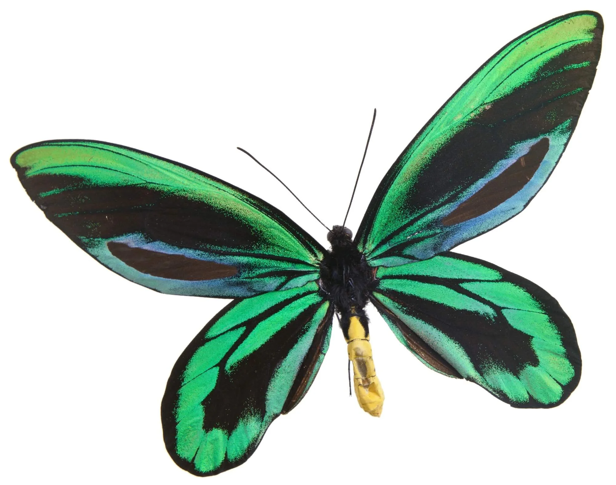 Introduction | Six-Legged Science: Unlocking the Secrets of the Insect ...