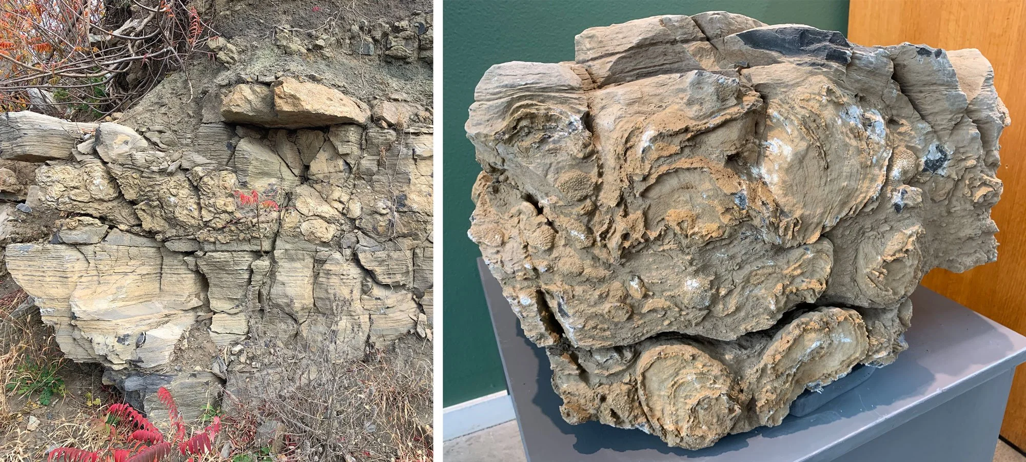 Sponges — Museum of the Earth