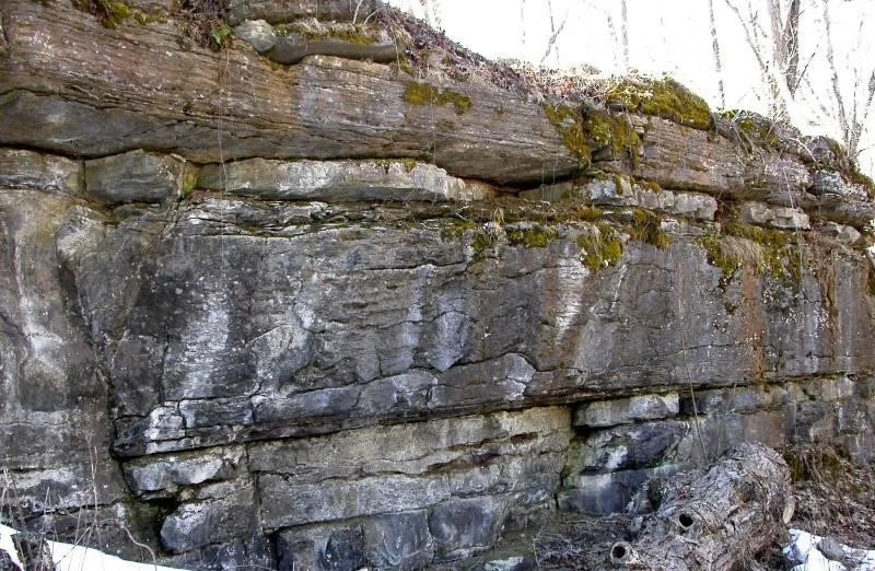 Pre-Devonian | NY Rocks! Ancient Life of the Empire State — Museum of ...