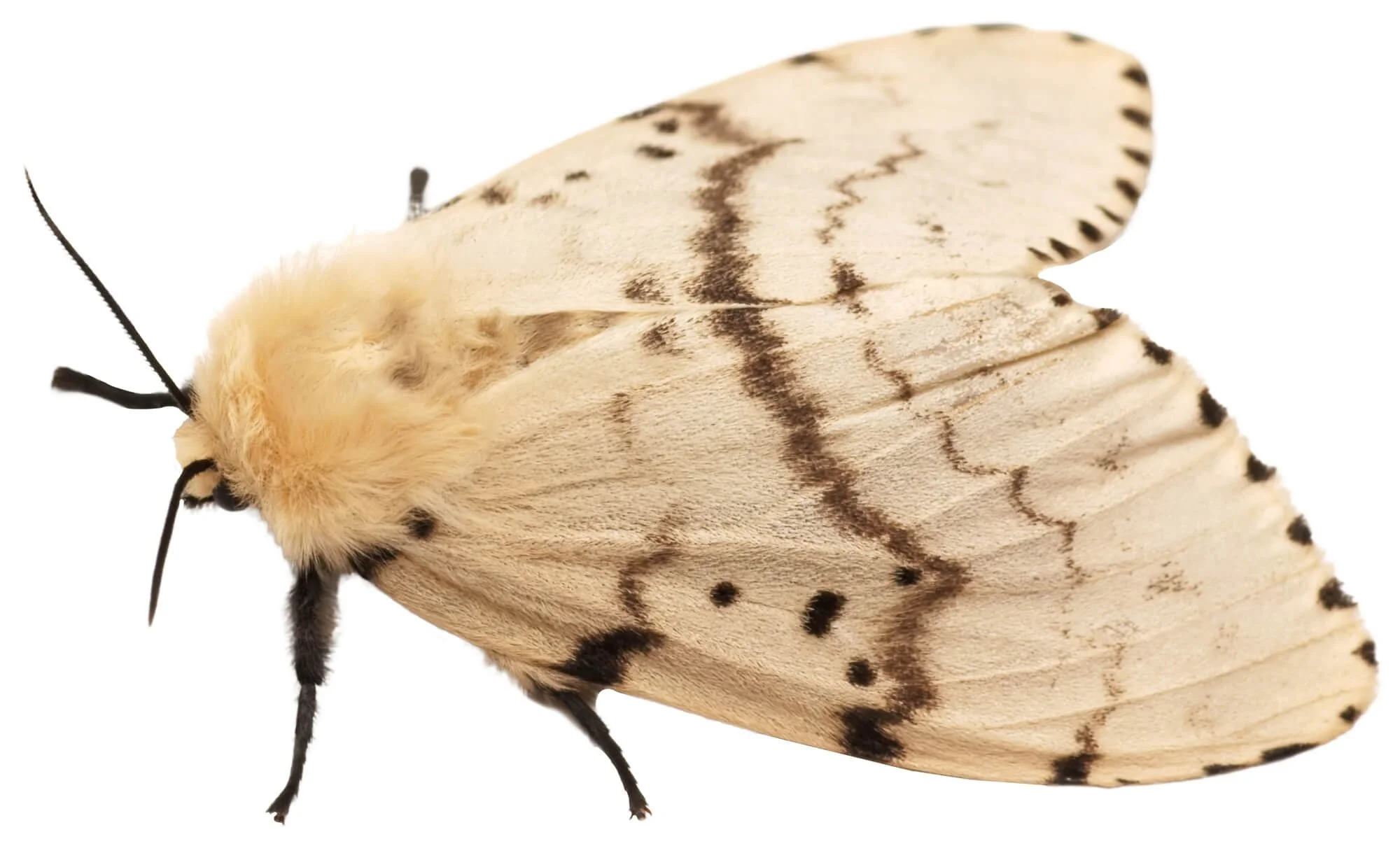 Insects & Society | Six-Legged Science: Unlocking the Secrets of the ...