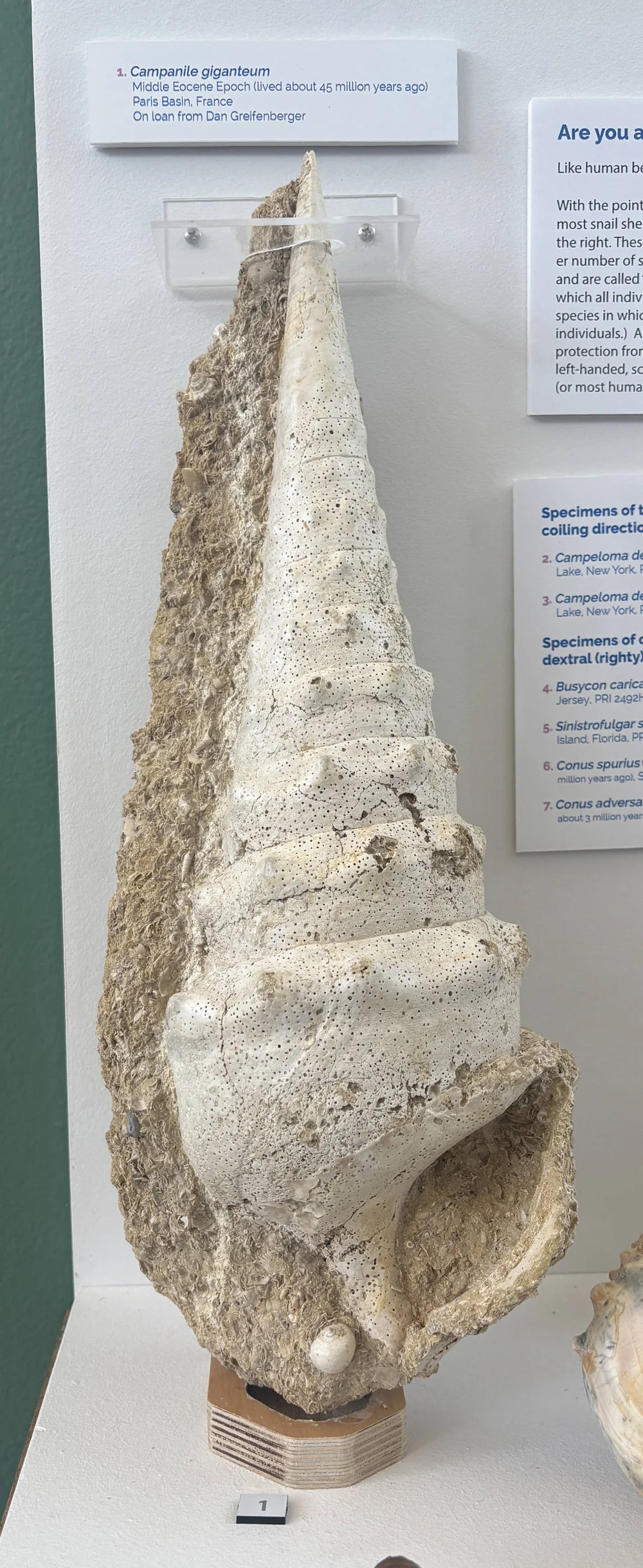 Gastropods | Marvelous Mollusks — Museum of the Earth