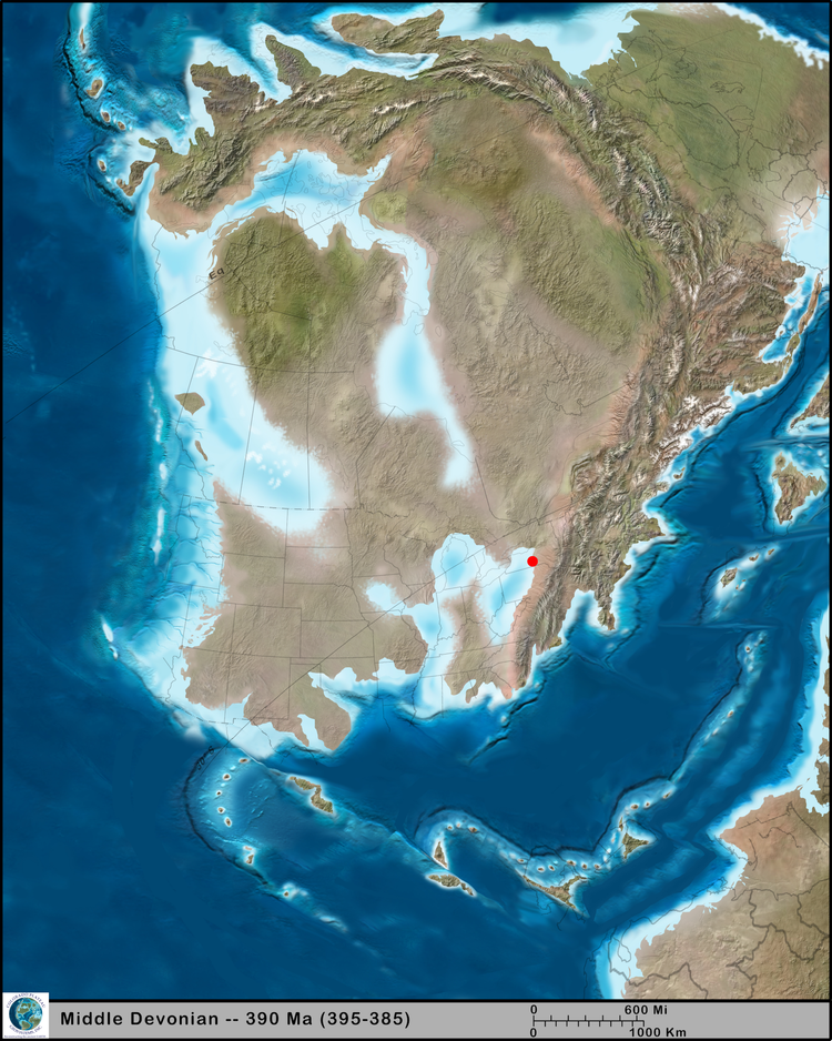 Introduction | NY Rocks! Ancient Life of the Empire State — Museum of ...