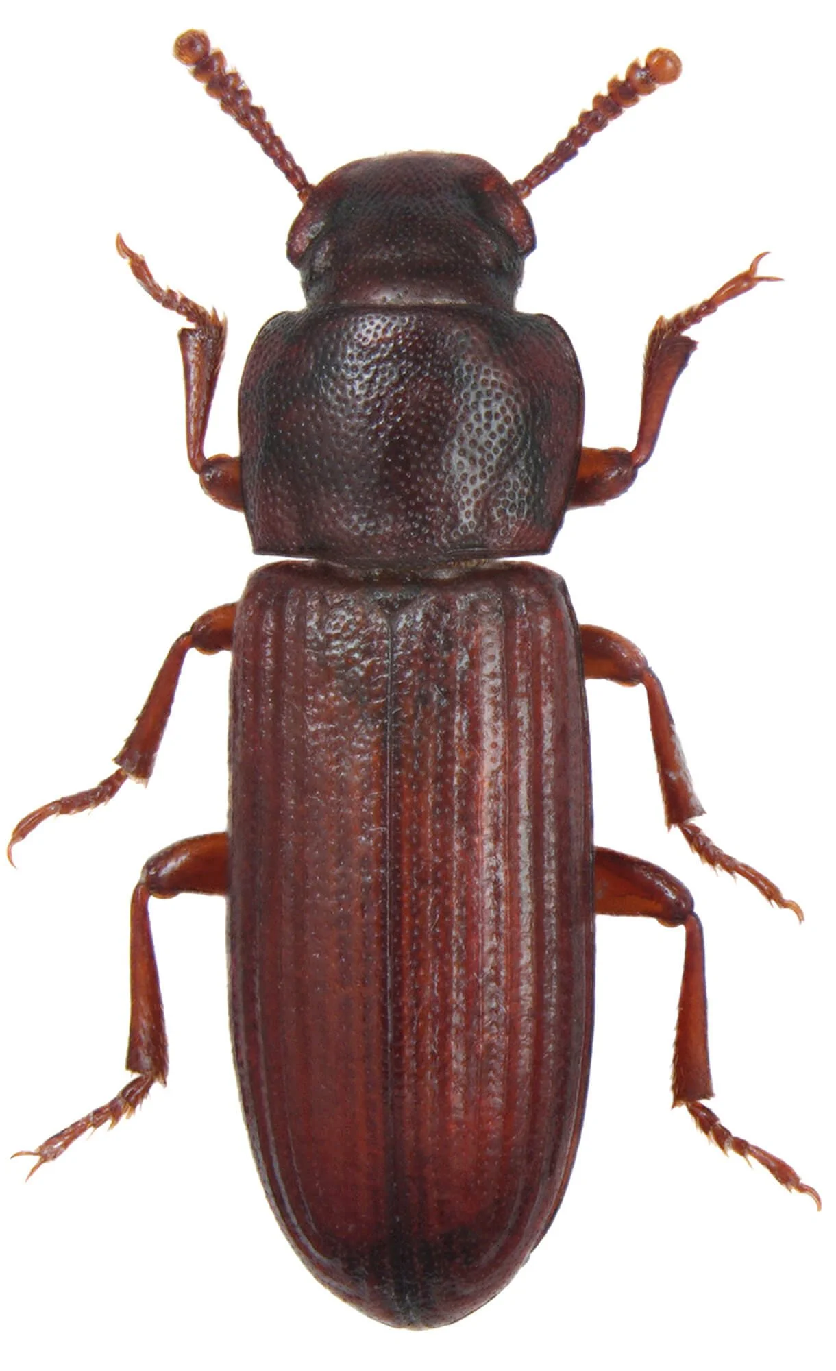 Insects & Society | Six-Legged Science: Unlocking the Secrets of the ...