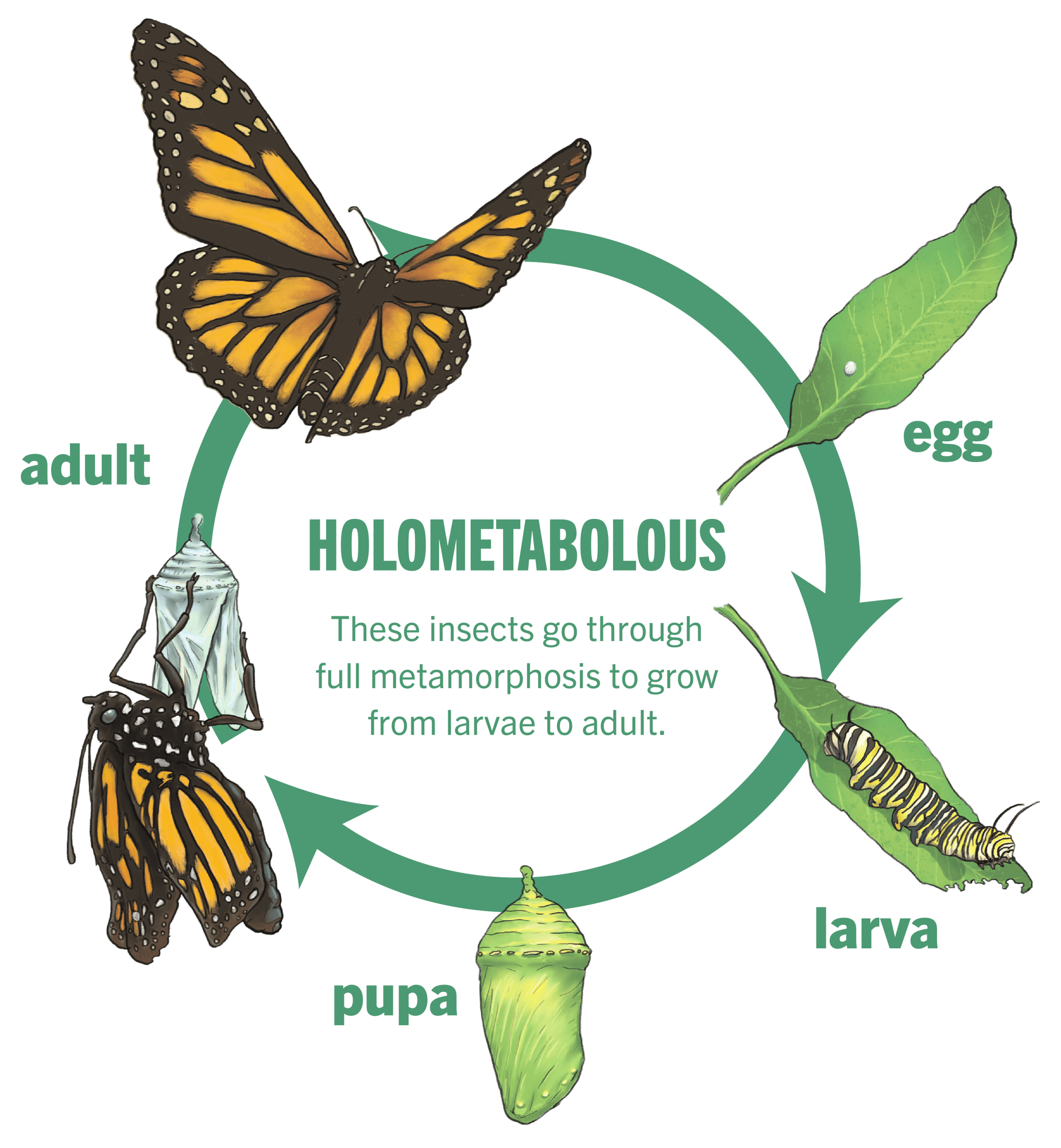 What is an Insect? | Six-Legged Science: Unlocking the Secrets of the ...