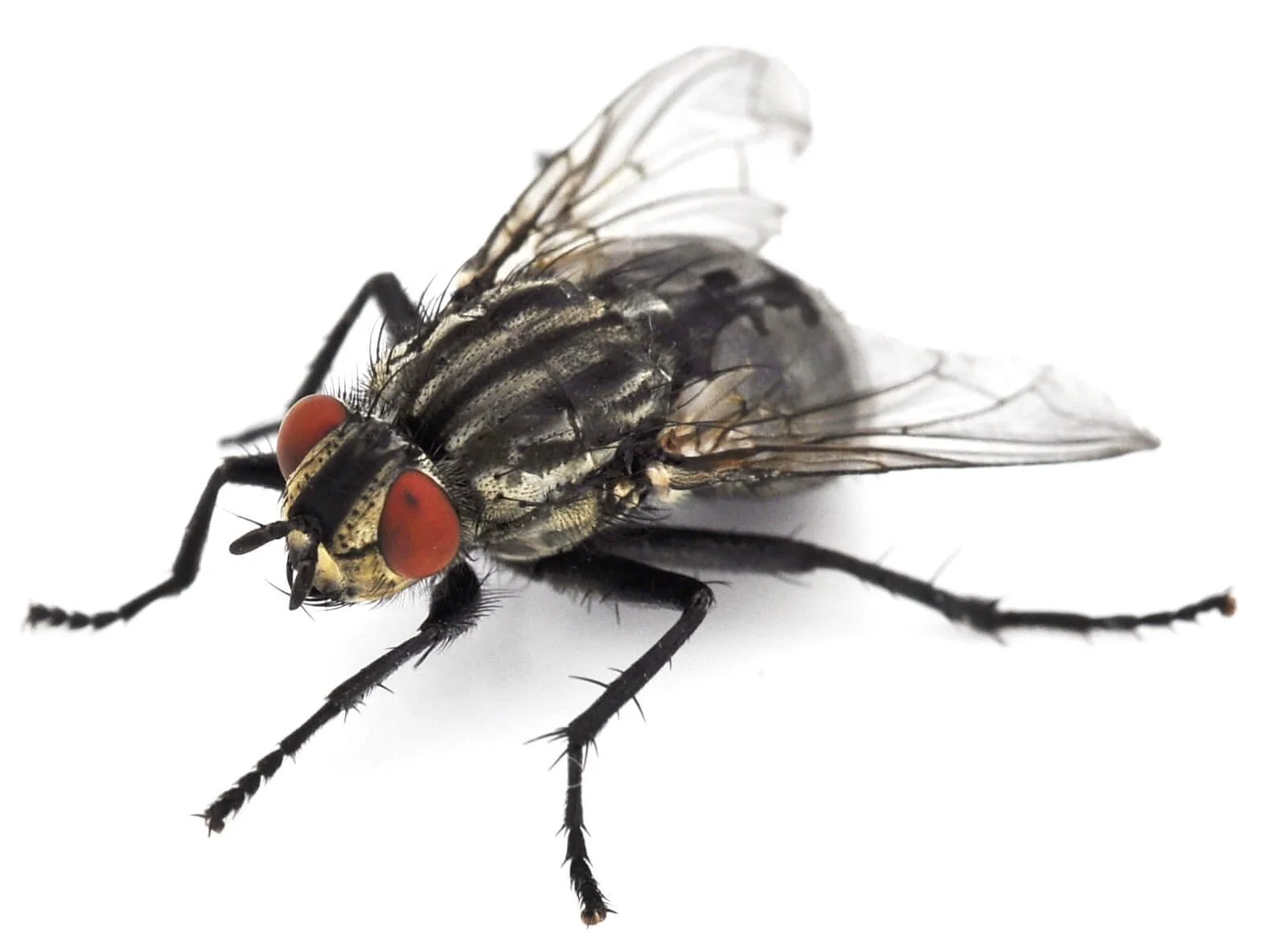 Insects & Society | Six-Legged Science: Unlocking the Secrets of the ...