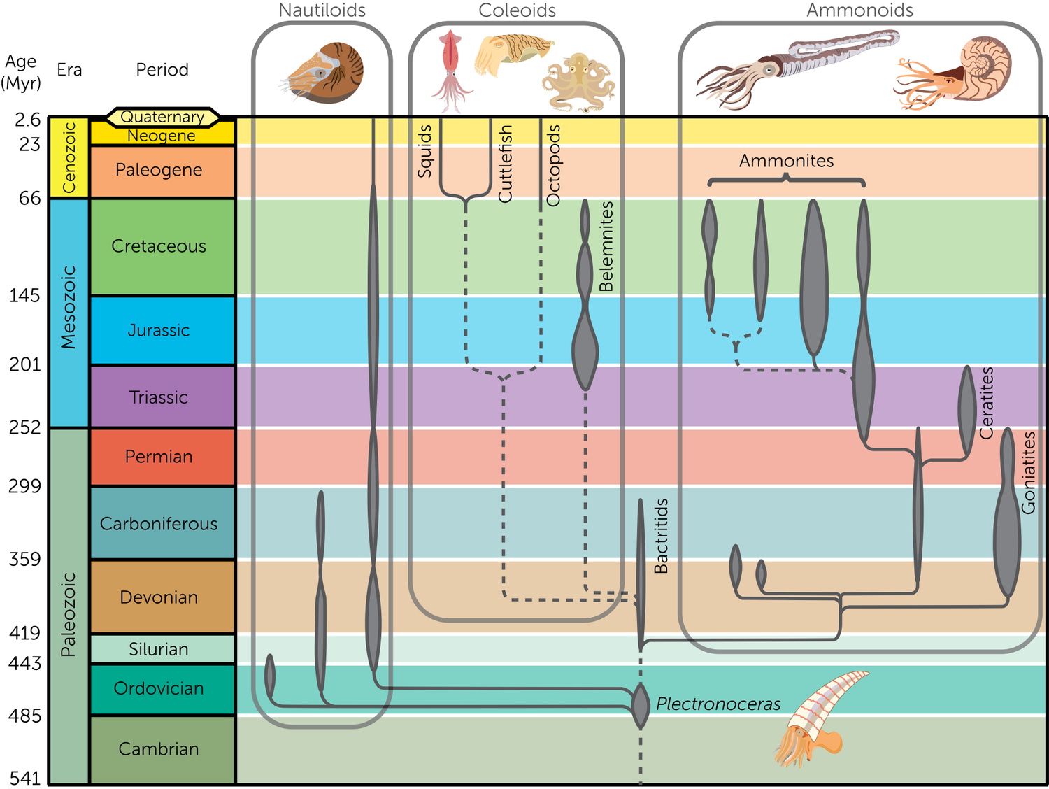 Cephalopods | Marvelous Mollusks — Museum of the Earth