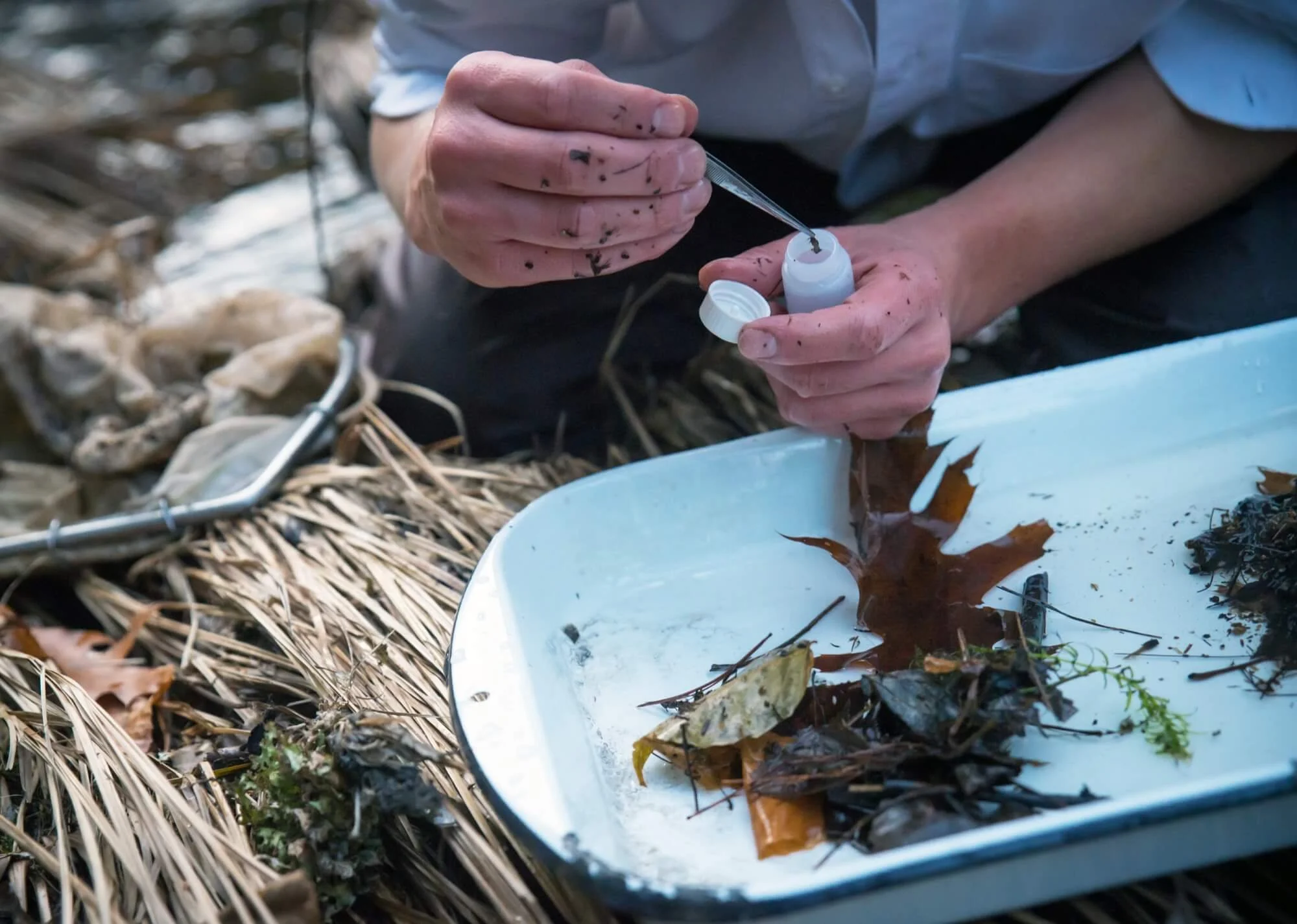 Collection | Six-Legged Science: Unlocking the Secrets of the Insect ...