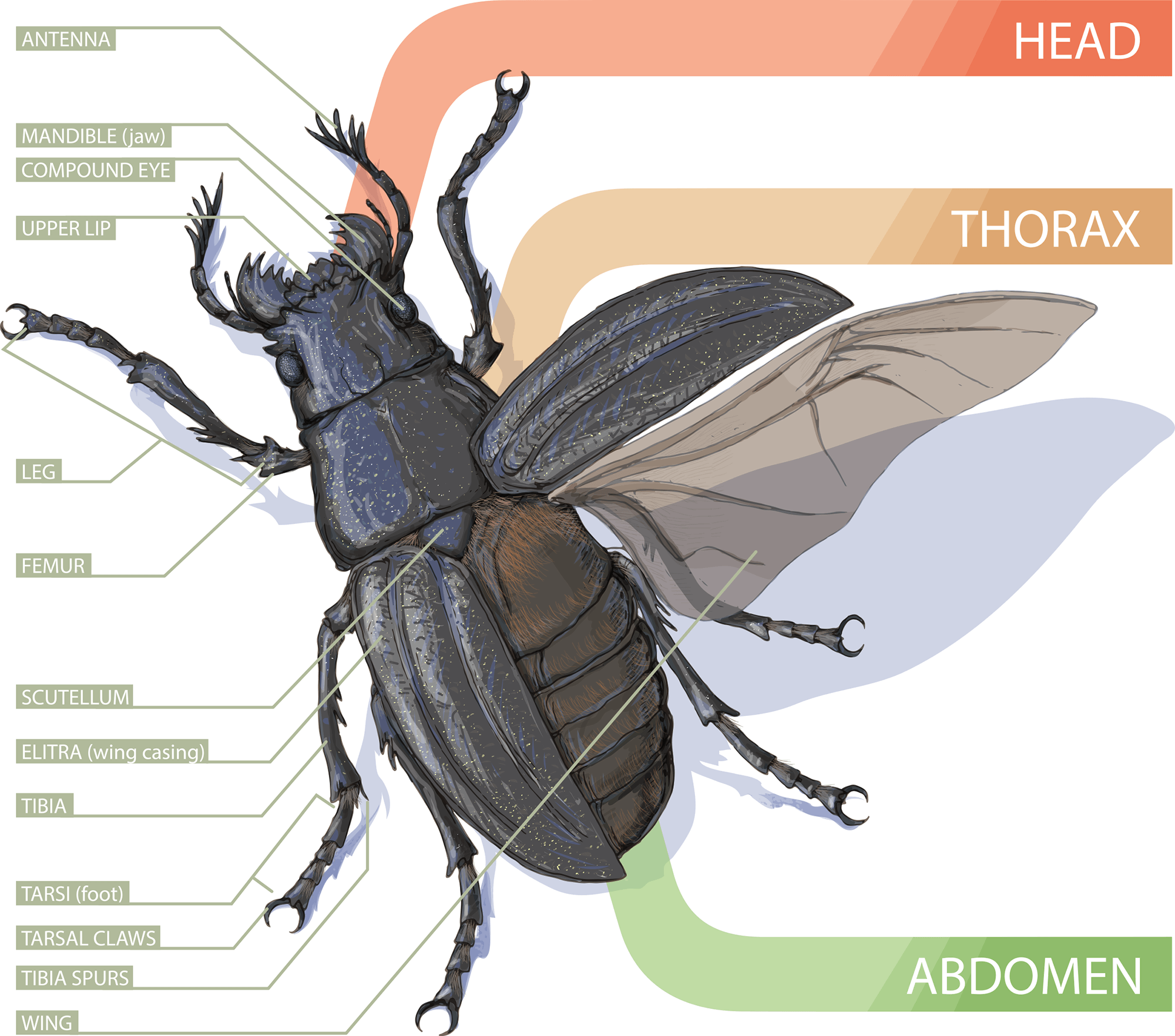 Insect Anatomy Six Legged Science Unlocking The Secrets Of The Insect Anatomy Six Legged Science Unlocking The Secrets Of The
