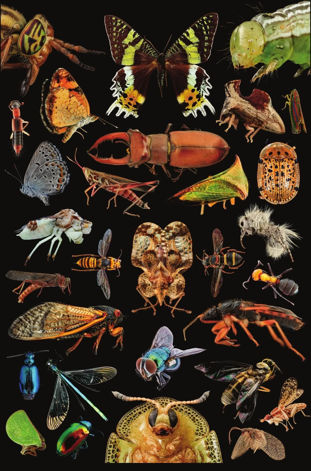 What is an Insect? | Six-Legged Science: Unlocking the Secrets of the ...