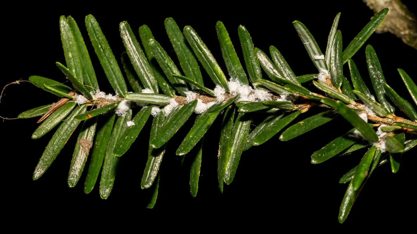 Insect Apocalypse | Six-Legged Science: Unlocking the Secrets of the ...