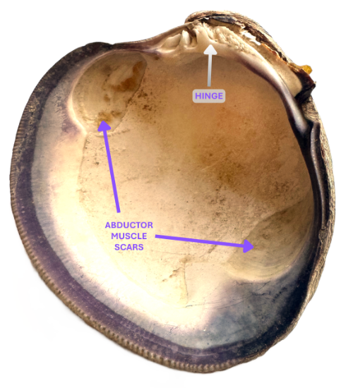 Bivalves | Marvelous Mollusks — Museum of the Earth