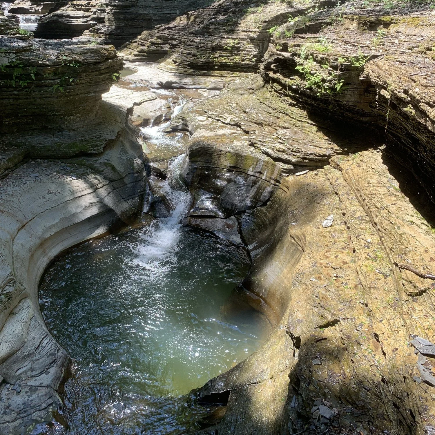 Devonian Geology | NY Rocks! Ancient Life of the Empire State — Museum ...