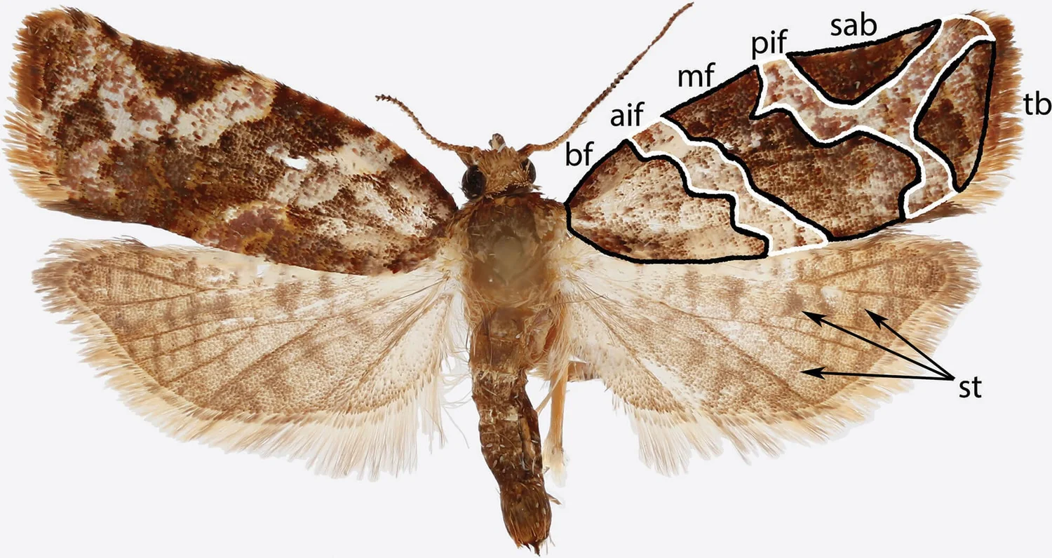 Research | Six-Legged Science: Unlocking the Secrets of the Insect ...